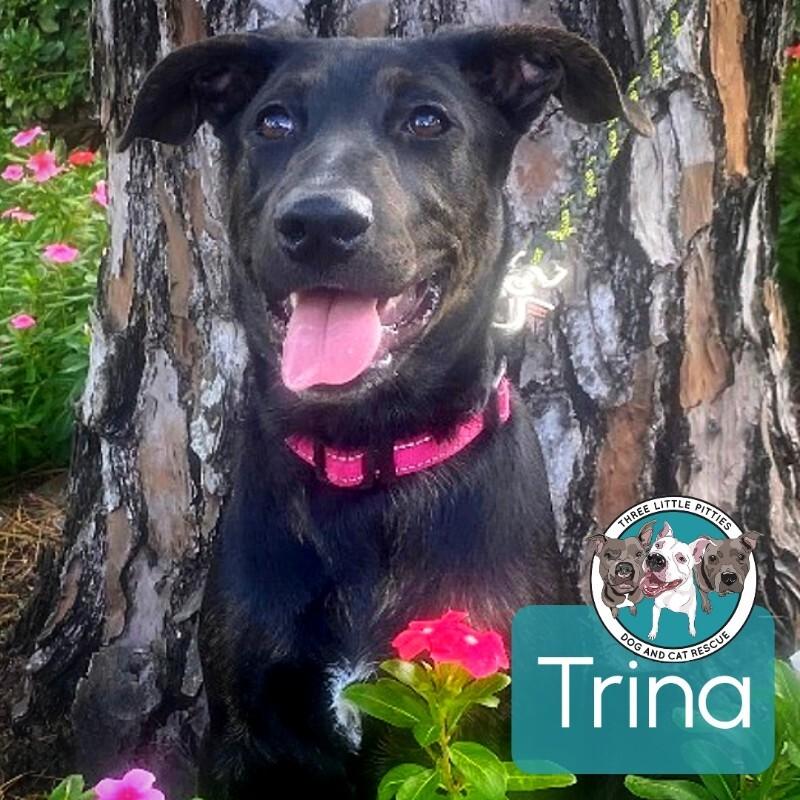 Dog for adoption - Trina Ronnie, a Labrador Retriever & Pit Bull ...