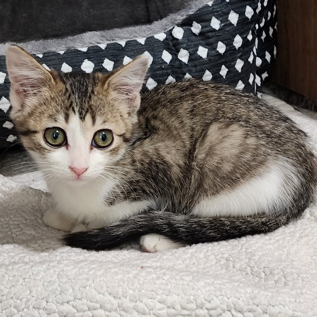 Cat for adoption - Elain, a Domestic Short Hair in Taunton, MA | Petfinder