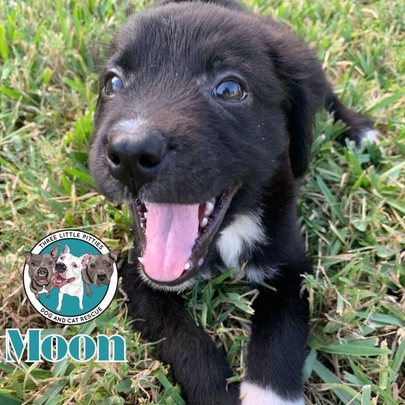 Dog for adoption - Moon Knight Avenger, a Black Labrador Retriever Mix ...
