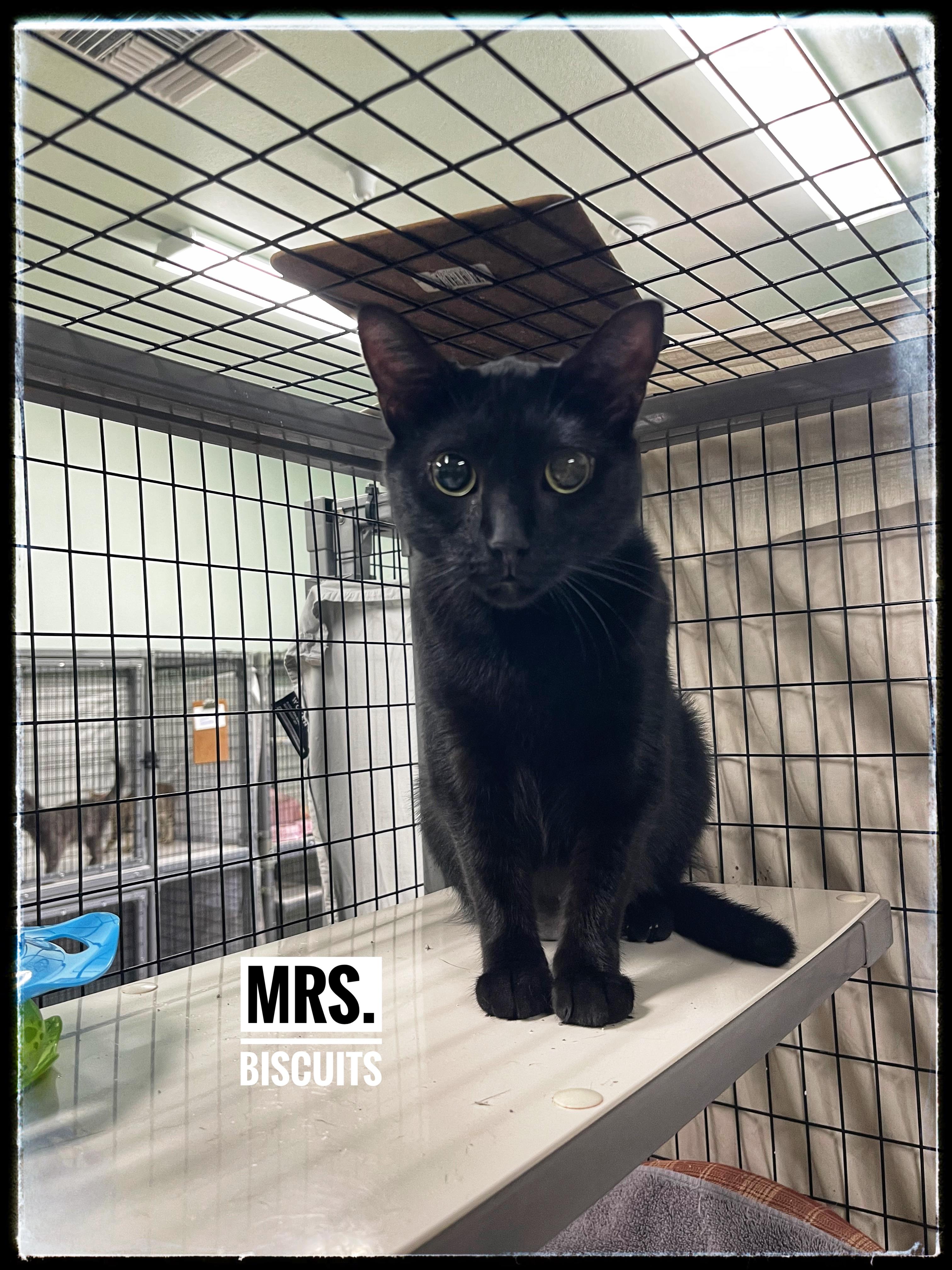 Cat for adoption - Mrs. Biscuits, a Domestic Short Hair Mix in Sebring ...