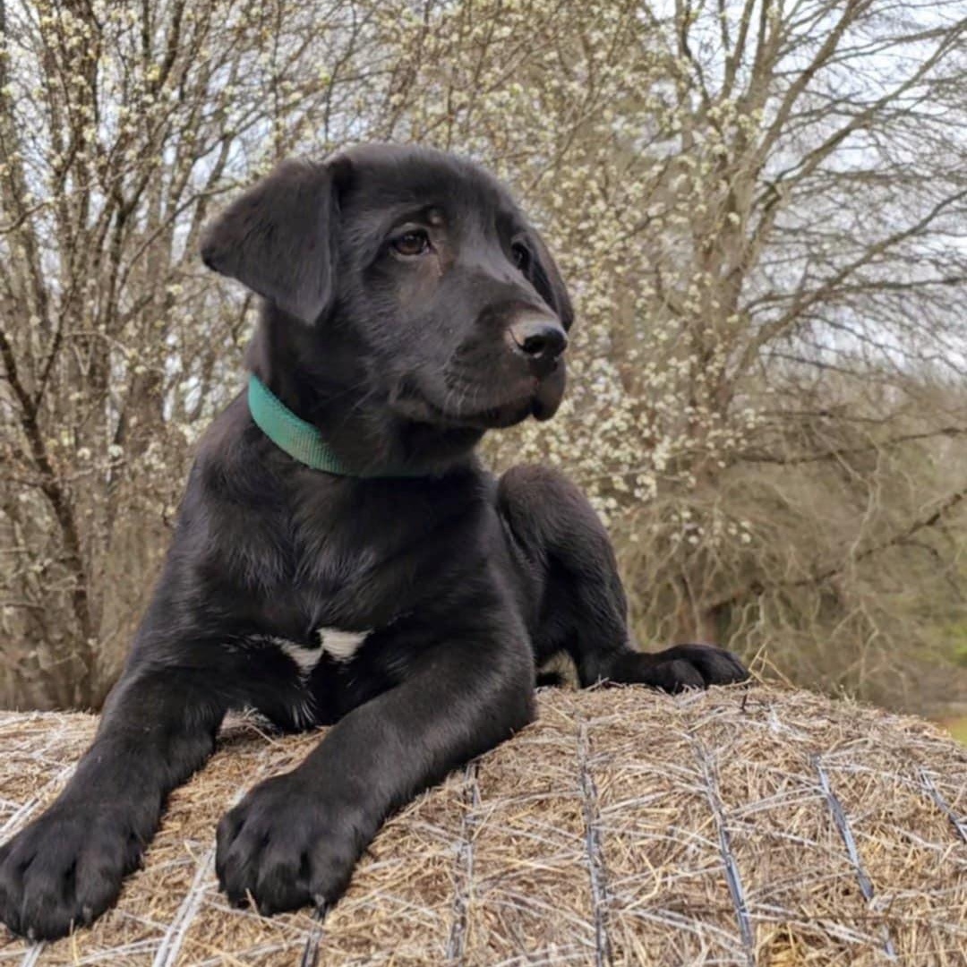 Dog for adoption - Bentley, a Black Labrador Retriever in Davenport, IA ...