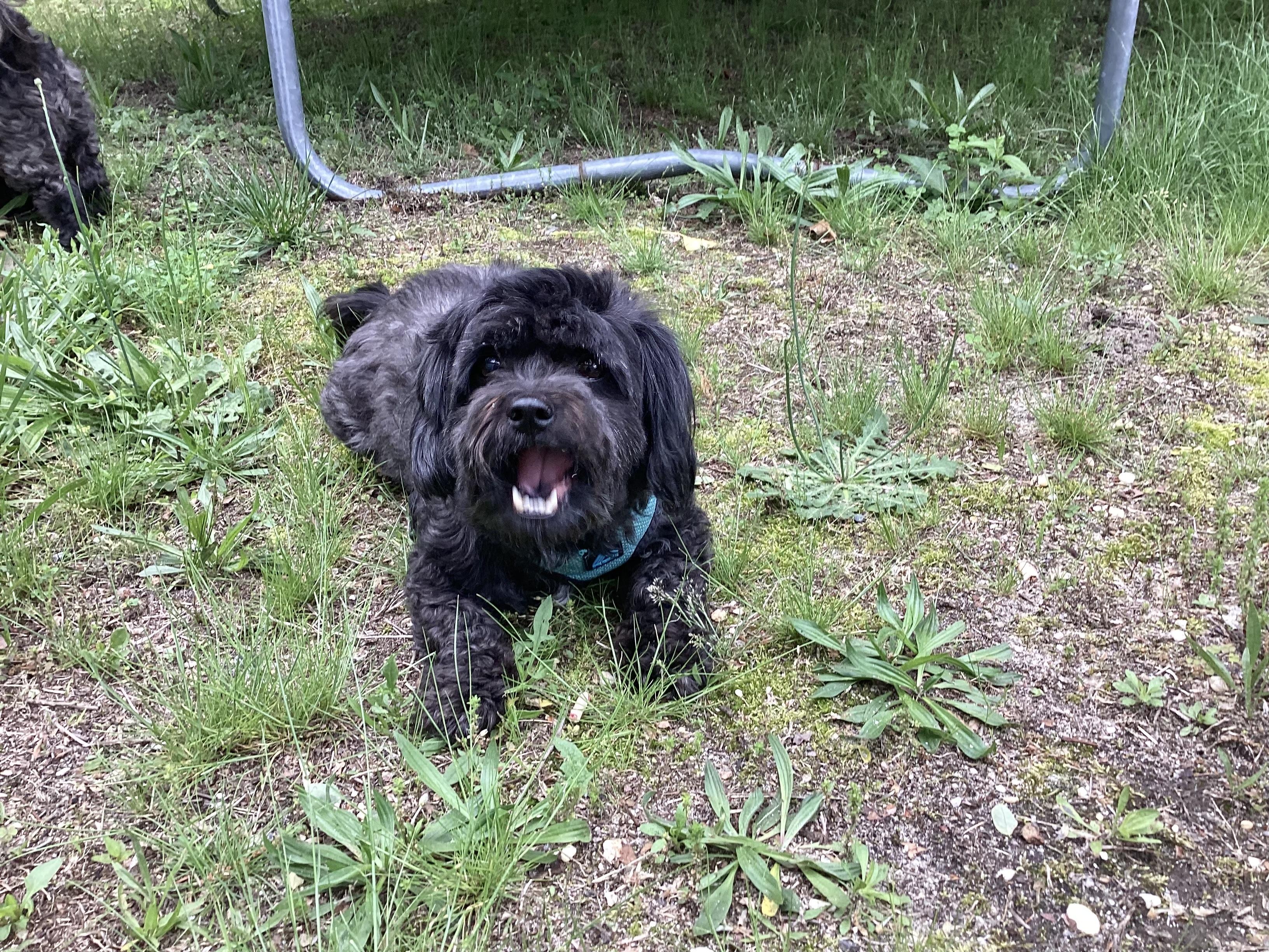 Dog for adoption - Bear/Teddi, a Bichon Frise & Shih Tzu Mix in ...