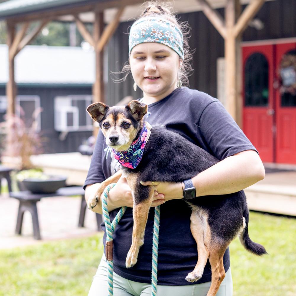 Dog for adoption - Mocha (Female) Bonded pair with King Adoption fee ...