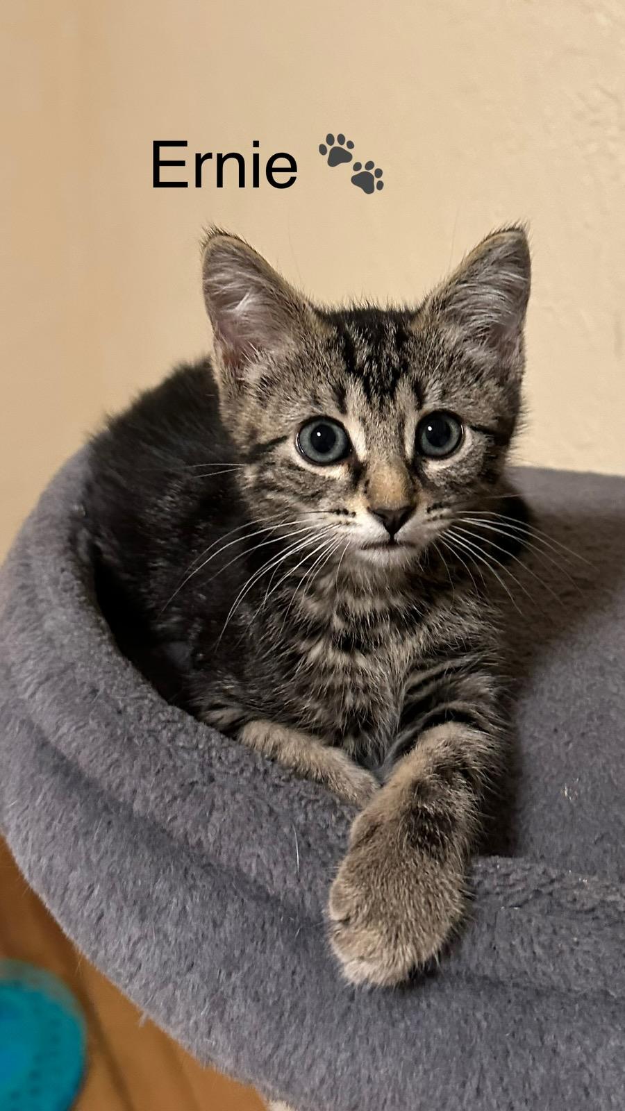 Cat for adoption - Bert & Ernie BONDED, a Domestic Short Hair in ...