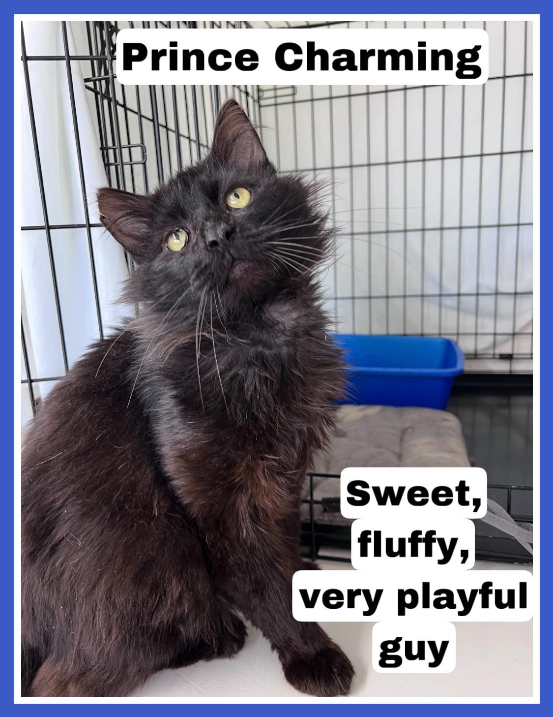 Cat for adoption - Prince Charming, Willow Grove PA FCID05/07/2025-53 ...