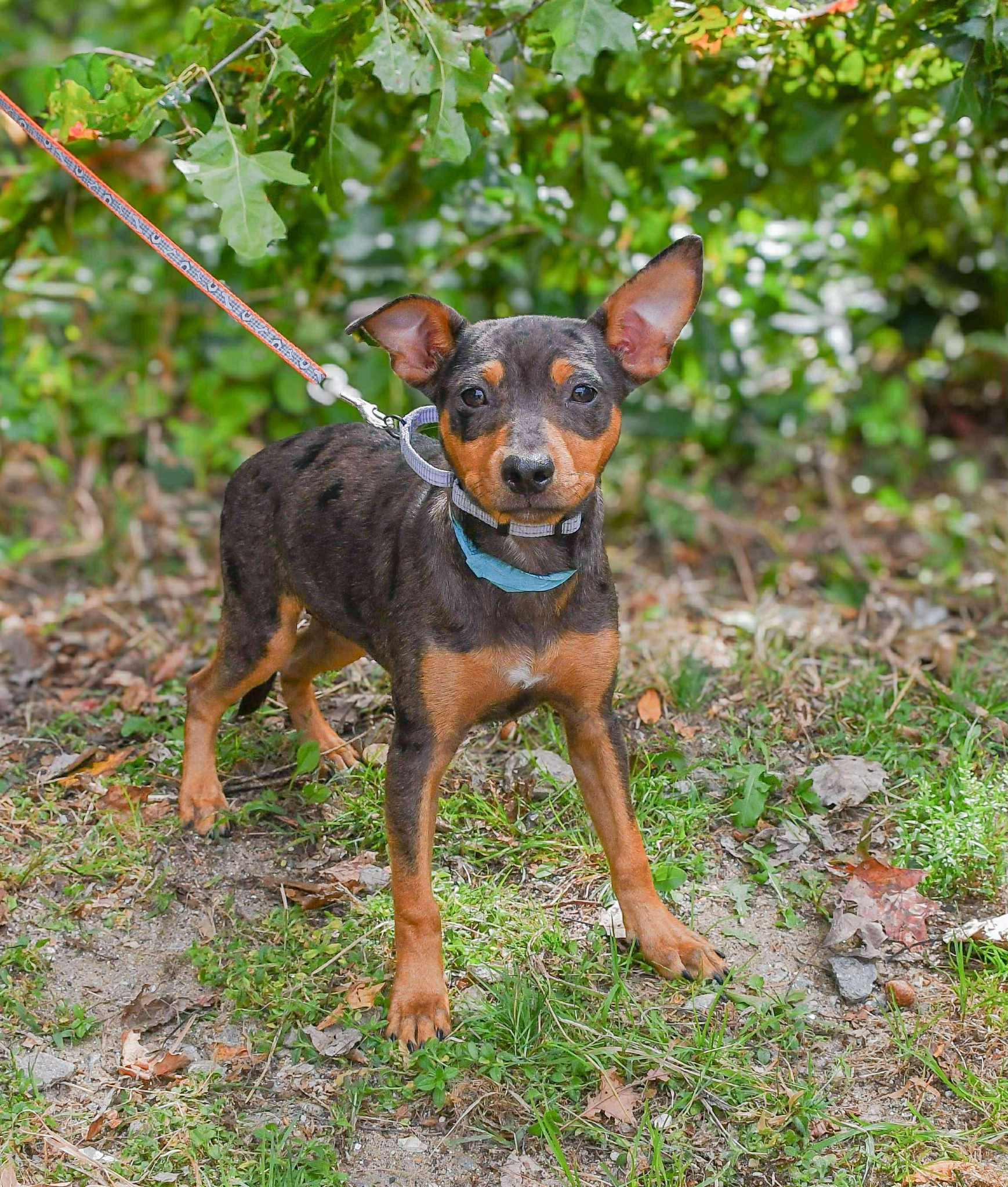 Dog for adoption - Java in NH! Come Meet our Adoptable Dogs Wednesday-Saturday. More info in Bio ...