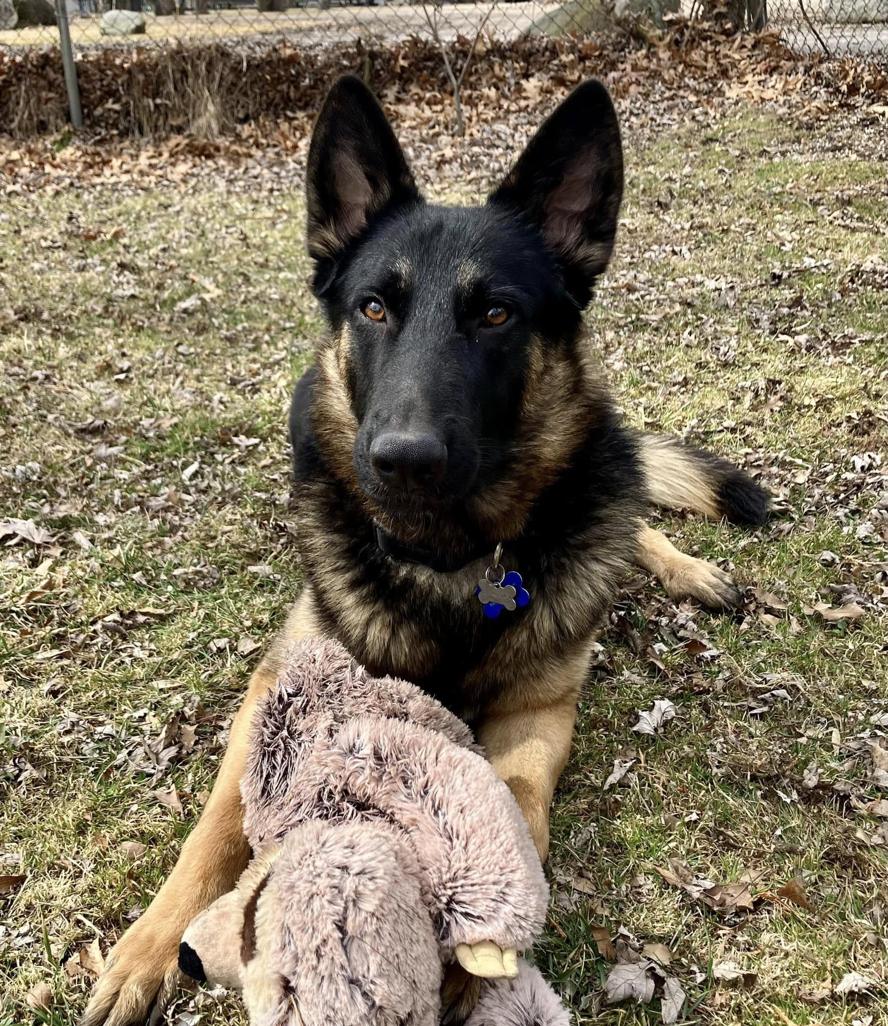 Dog for adoption - Trey, a German Shepherd Dog in Wixom, MI | Petfinder