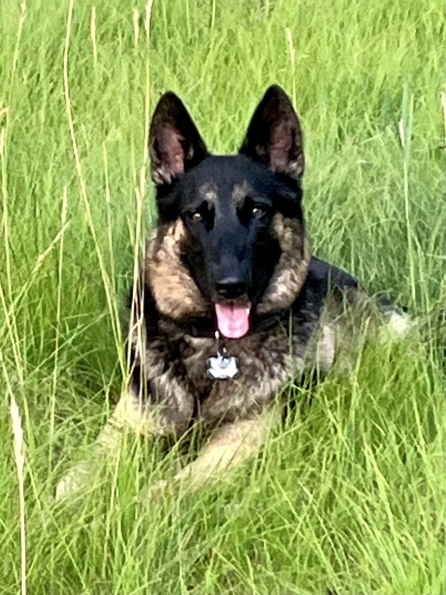 Dog for adoption - Trey, a German Shepherd Dog in Wixom, MI | Petfinder