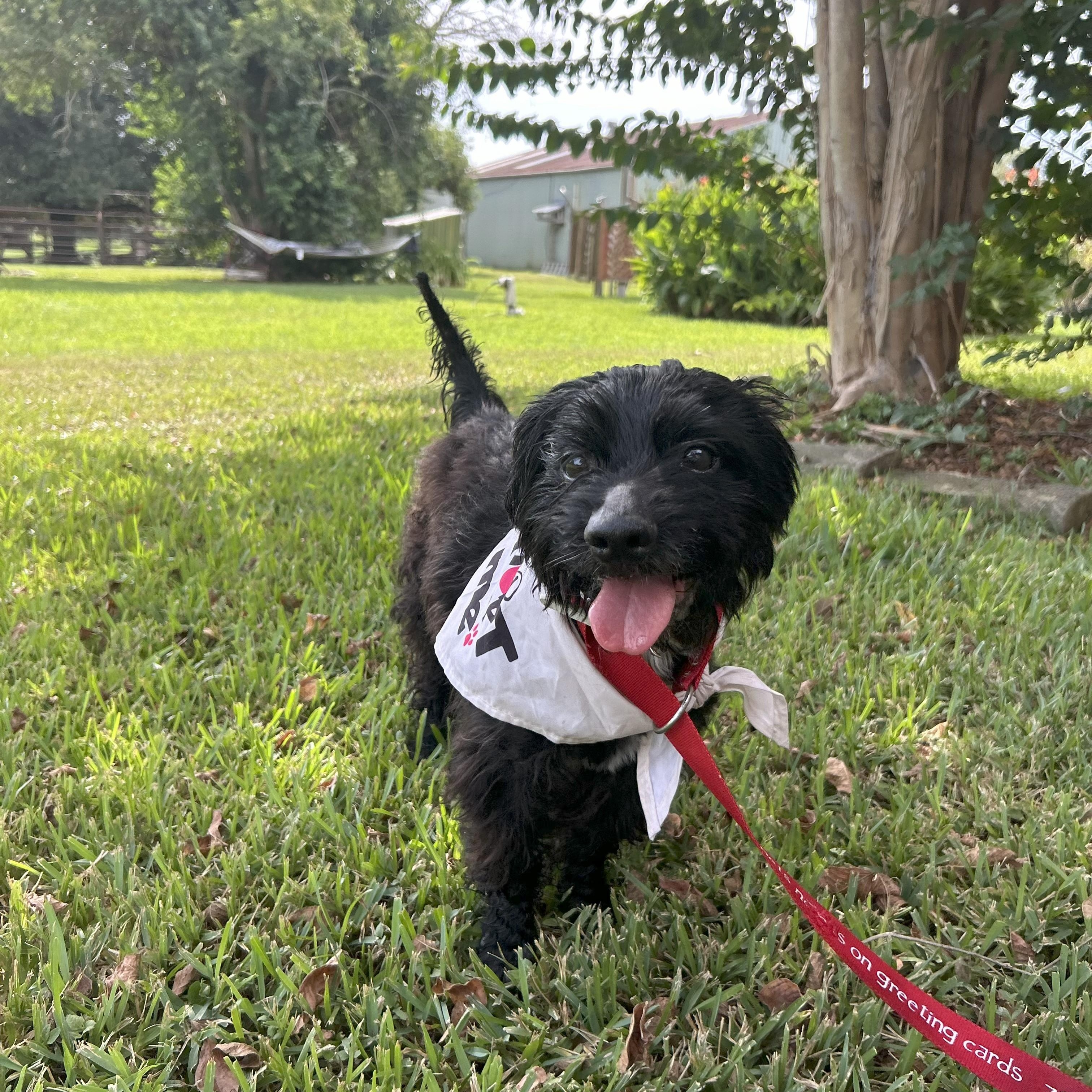 Dog for adoption - Elvis, a Schnoodle & Miniature Schnauzer Mix in ...