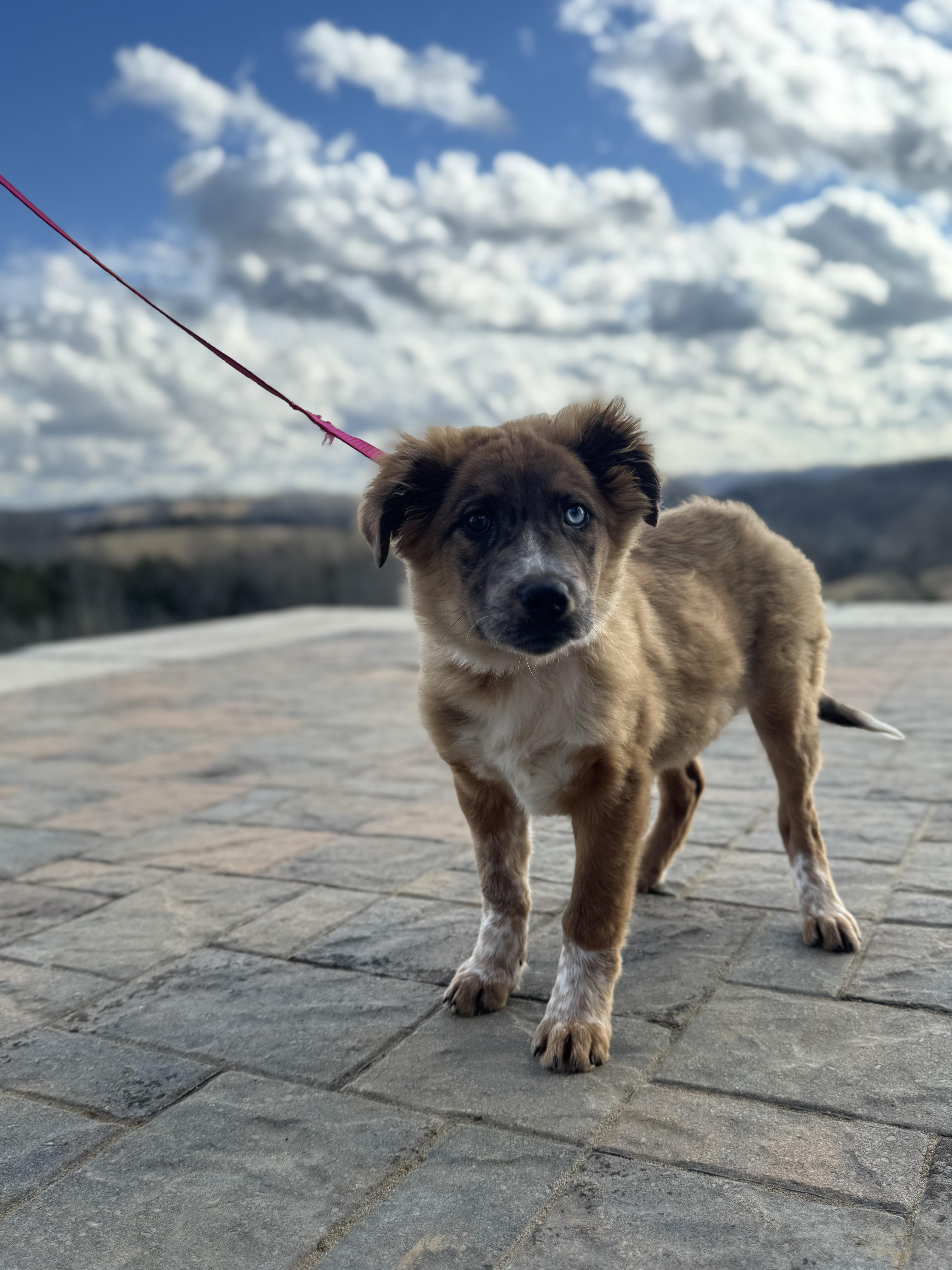 Dog for adoption - Callie, a German Shepherd Dog Mix in Gradyville, KY ...