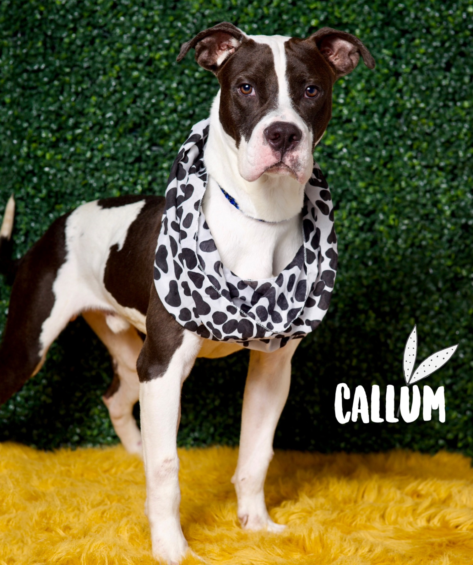 Dog for adoption - Callum, an American Staffordshire Terrier in ...