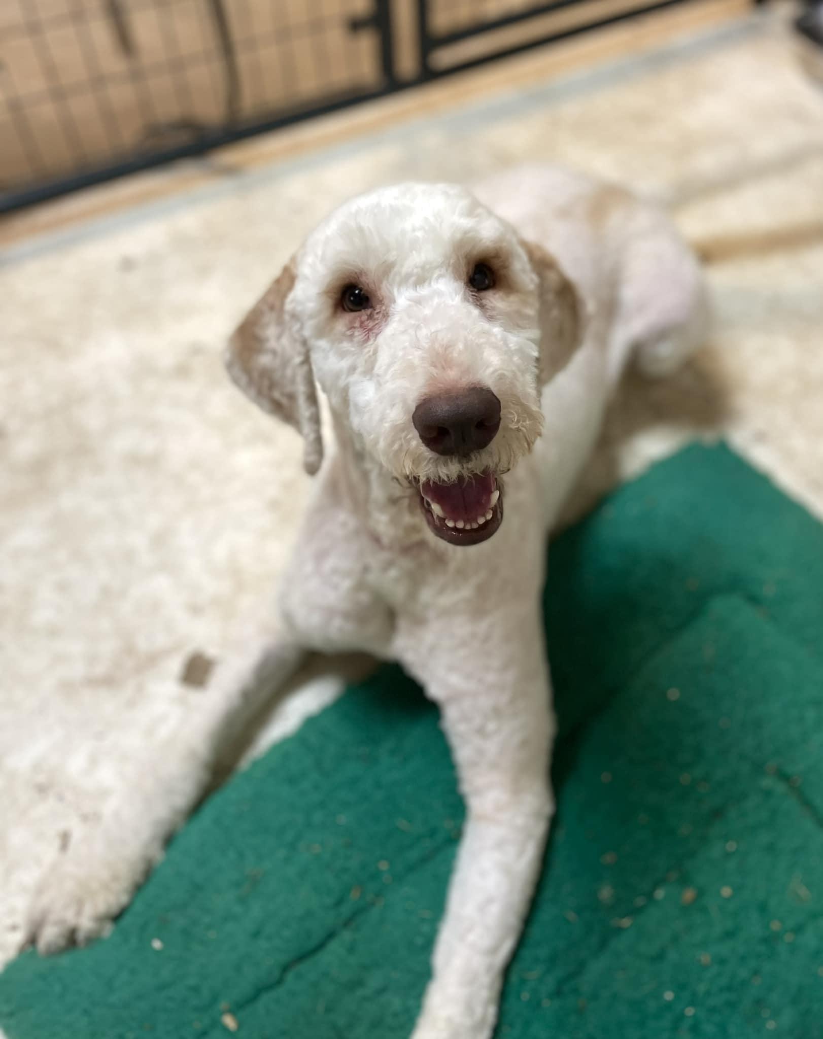 Dog for adoption - Reggie, a Labradoodle in Milton, FL | Petfinder