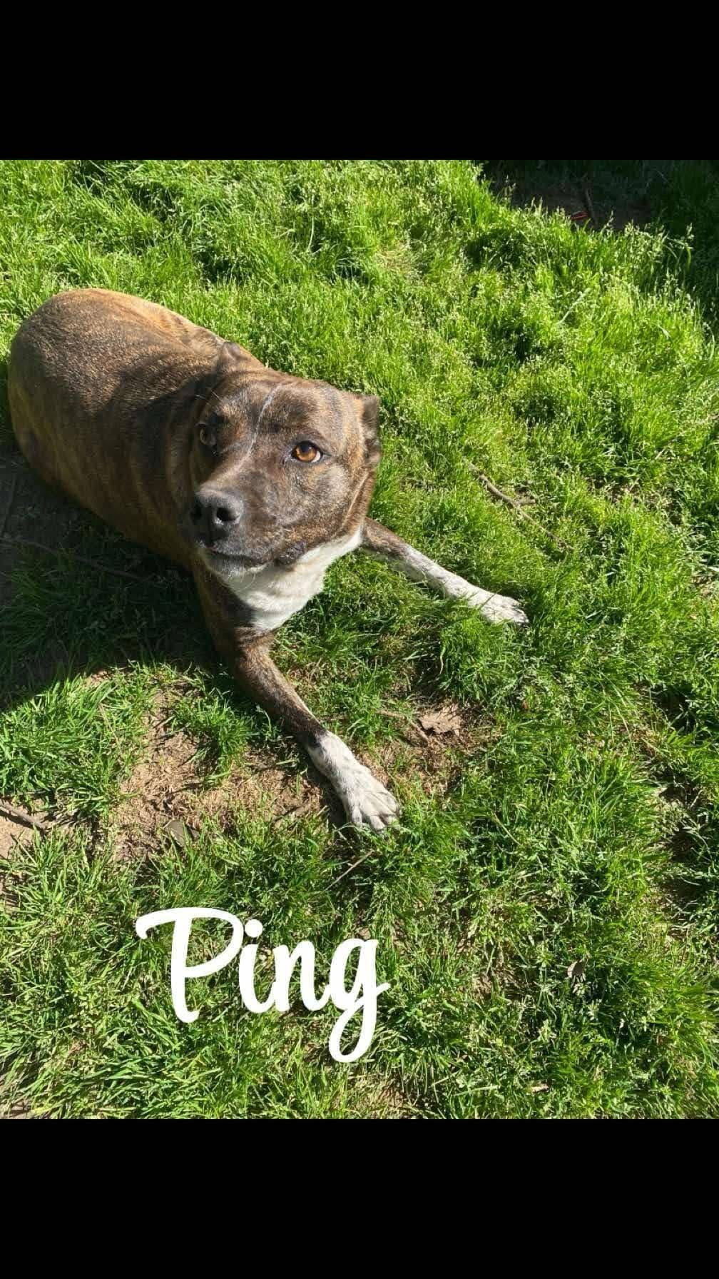 Dog for adoption - Ping, a Staffordshire Bull Terrier Mix in Onalaska ...