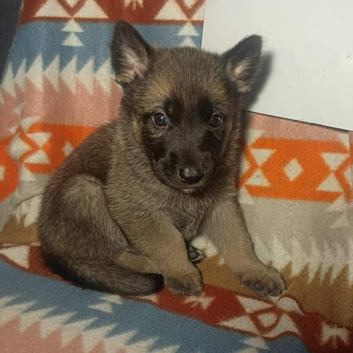 Dog for adoption - EMMET GS, a German Shepherd Dog Mix in Cameron, MO ...