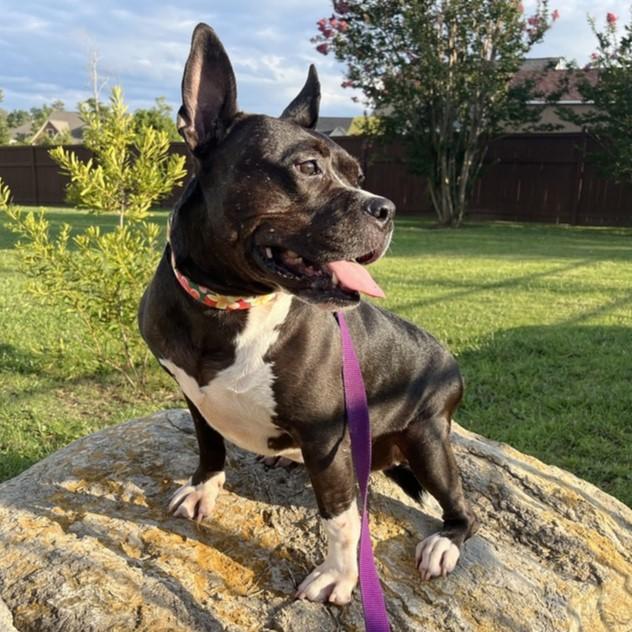 Dog for adoption - Proud Mary, a Bull Terrier Mix in West Chester, PA ...