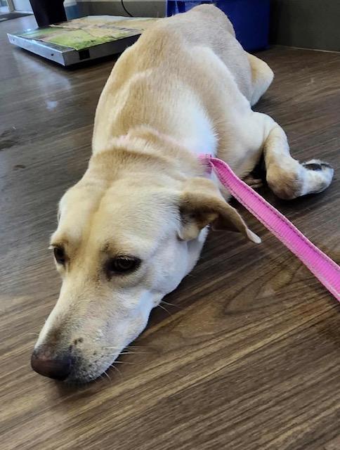 Dog for adoption - Millie, a Yellow Labrador Retriever Mix in Denver, CO | Petfinder