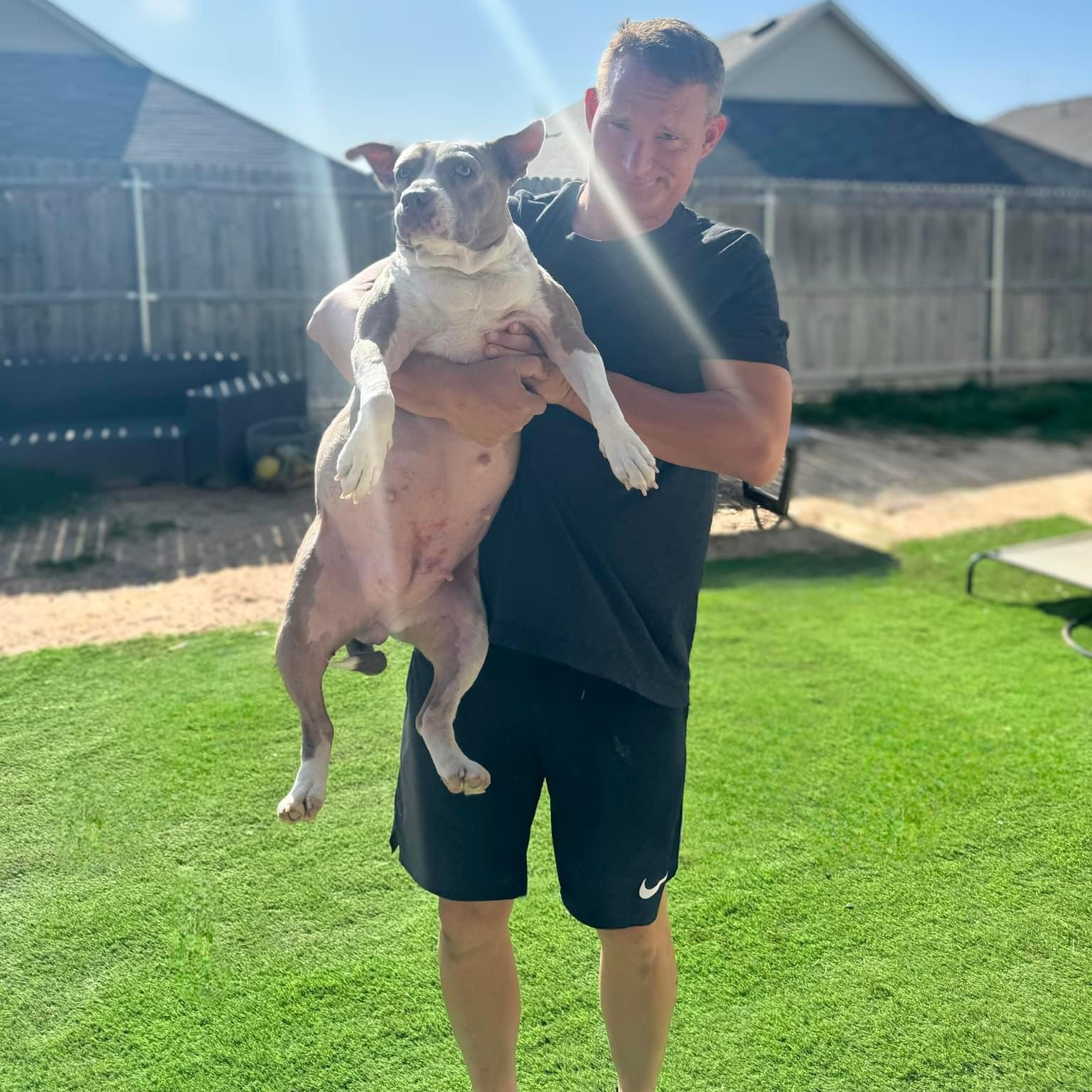 Dog for adoption - Nova, an American Staffordshire Terrier in Haslet ...