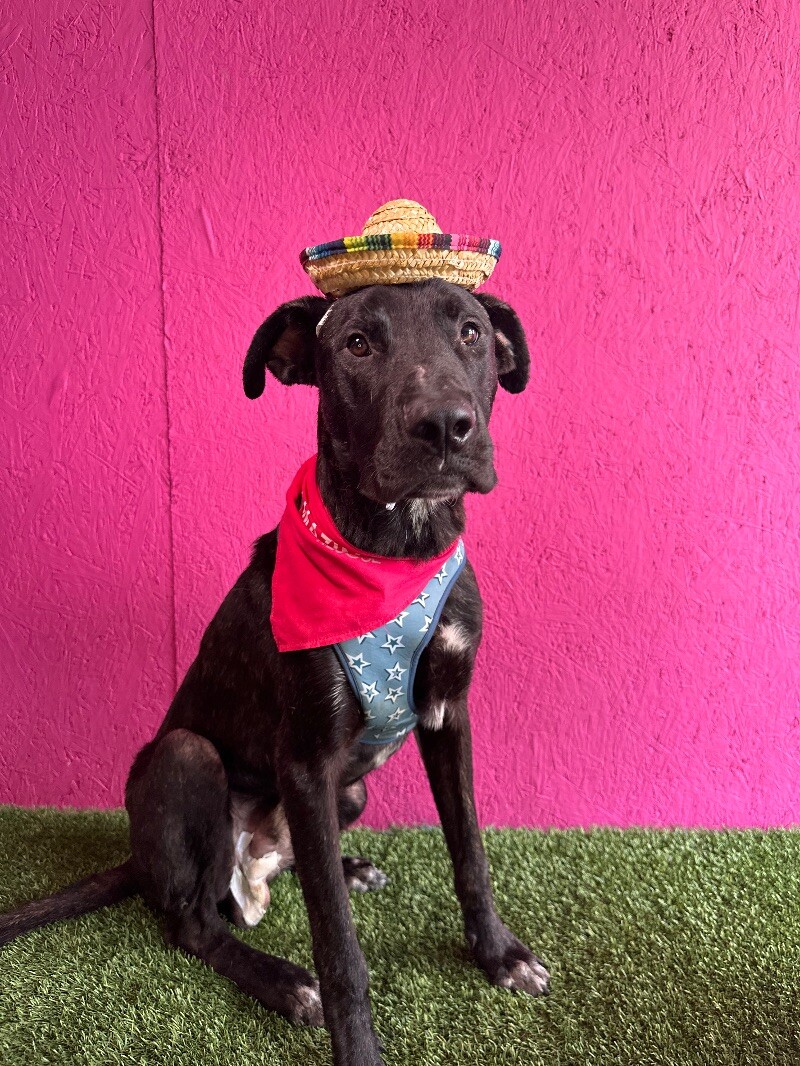 Dog for adoption - Jeffie, a Great Dane & Retriever Mix in Carson City ...
