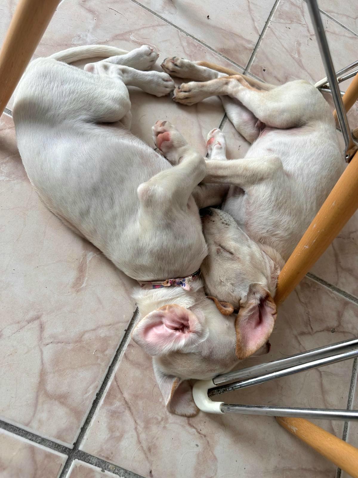 Dog for adoption - PUPPY BLACK NOSE "Dressed for a new home!", a ...