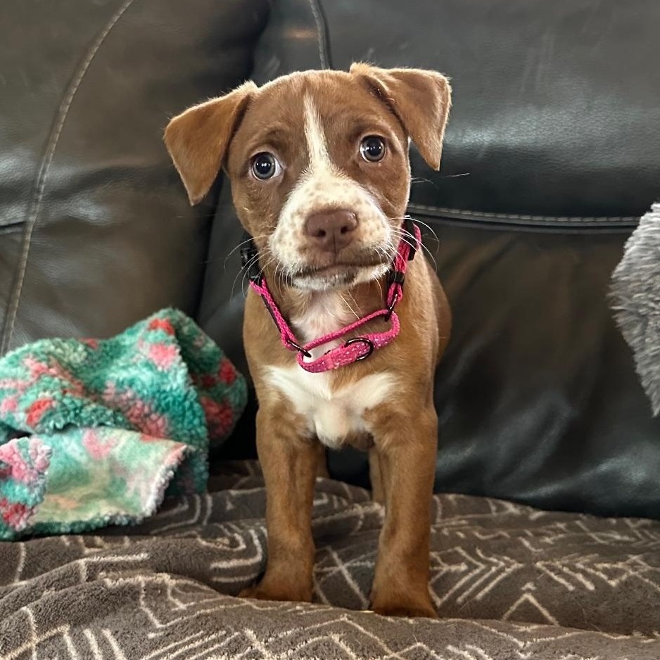 Dog for adoption - Pippa, a Terrier Mix in Towson, MD | Petfinder