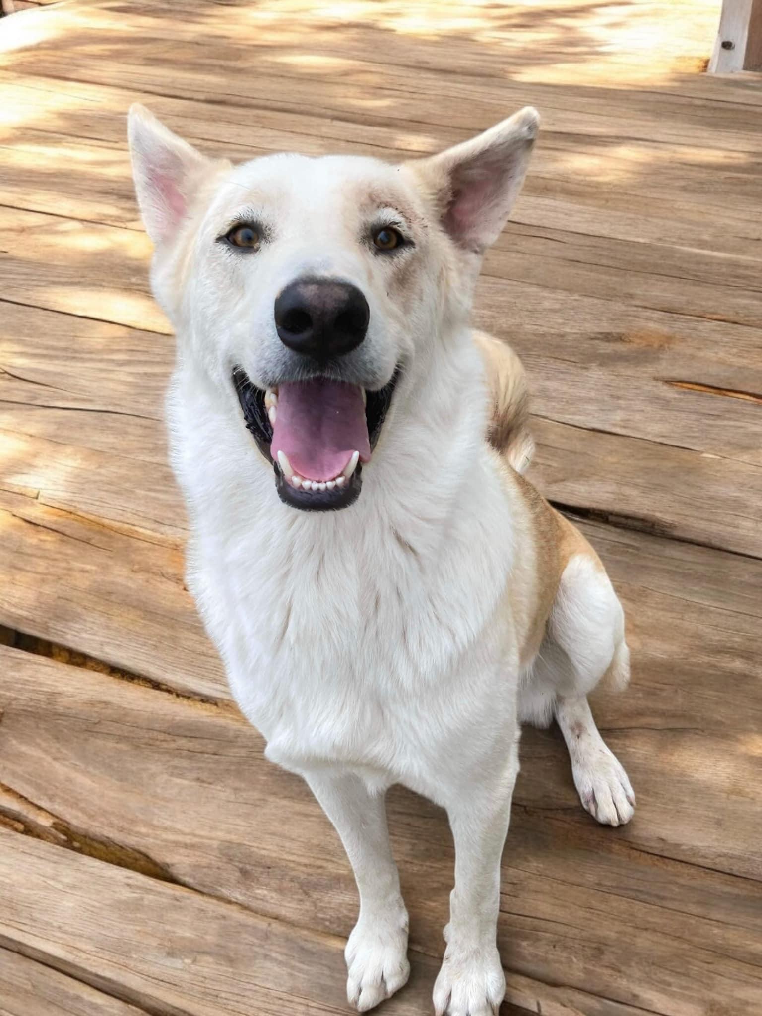 Dog for adoption - Bear, a Golden Retriever & German Shepherd Dog Mix ...