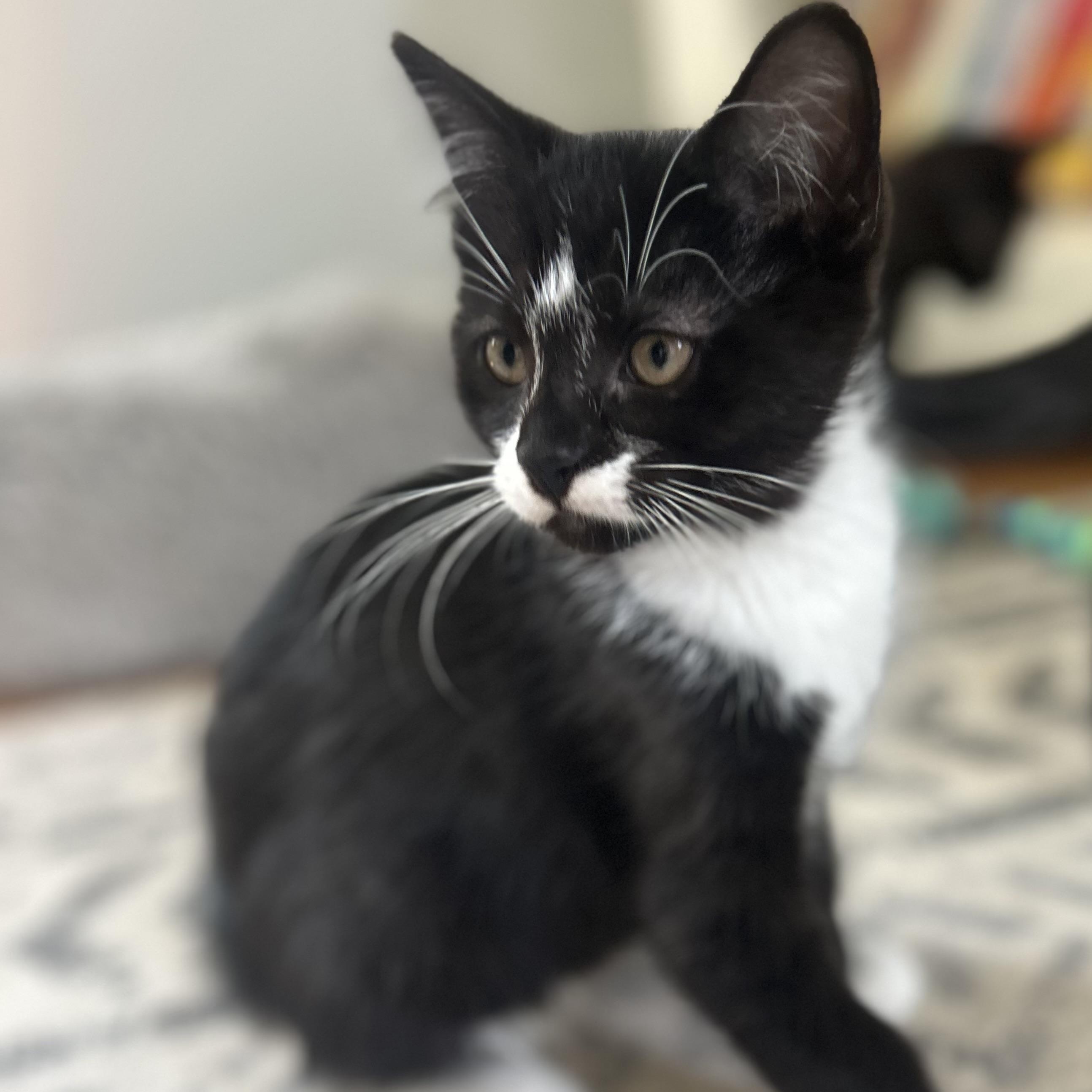 Starling - Adoptable Pet | Petfinder | Petfinder
