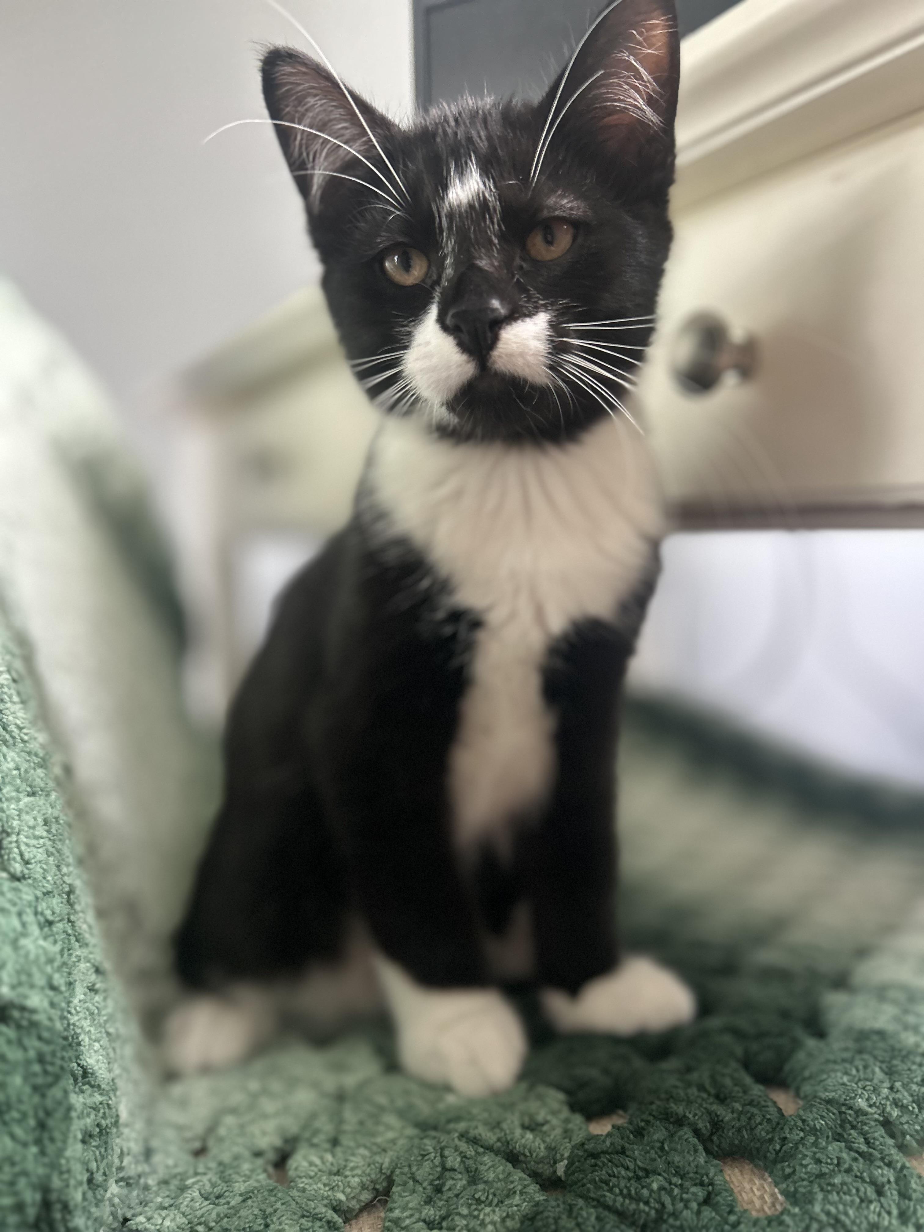 Starling - Adoptable Pet | Petfinder | Petfinder