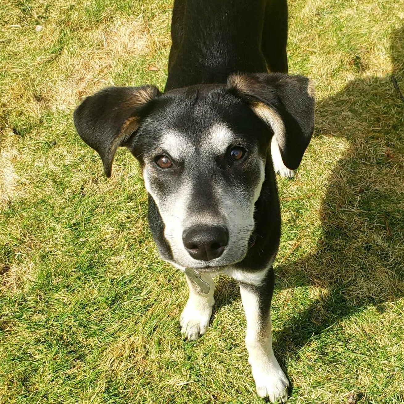 Dog for adoption - Boston, a Labrador Retriever & German Shepherd Dog ...