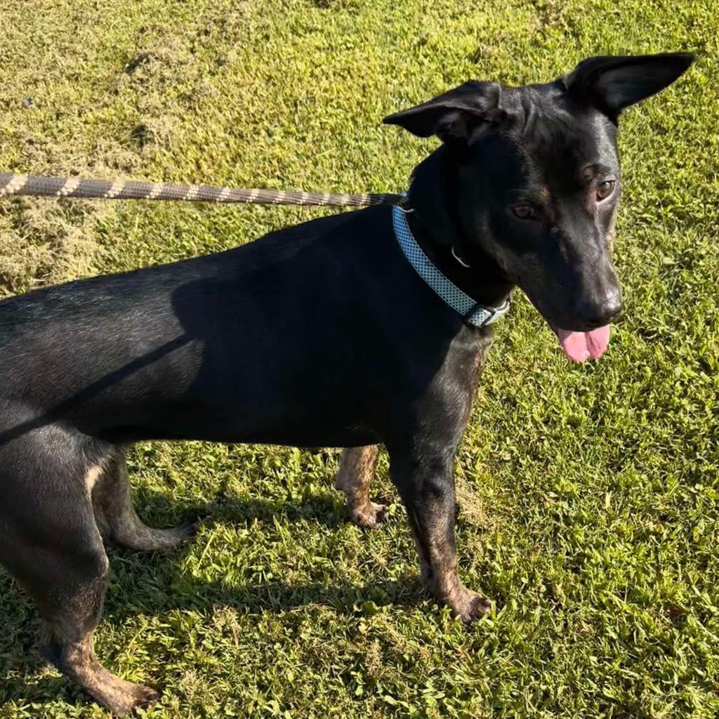 Dog for adoption - Freya - MI, a Doberman Pinscher Mix in Ferndale, MI ...