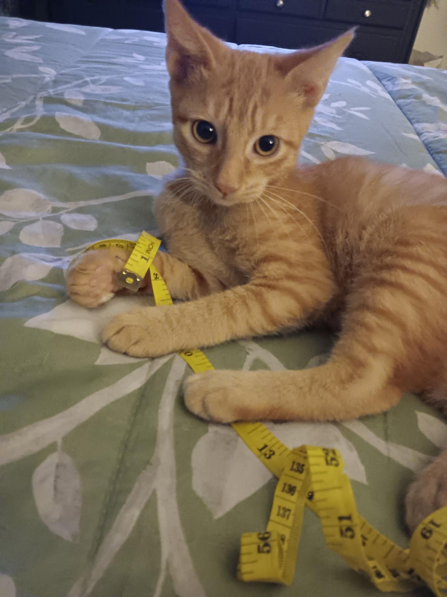 Cat for adoption - JEREMY & JOSHUA N. - loving brothers, a Domestic ...