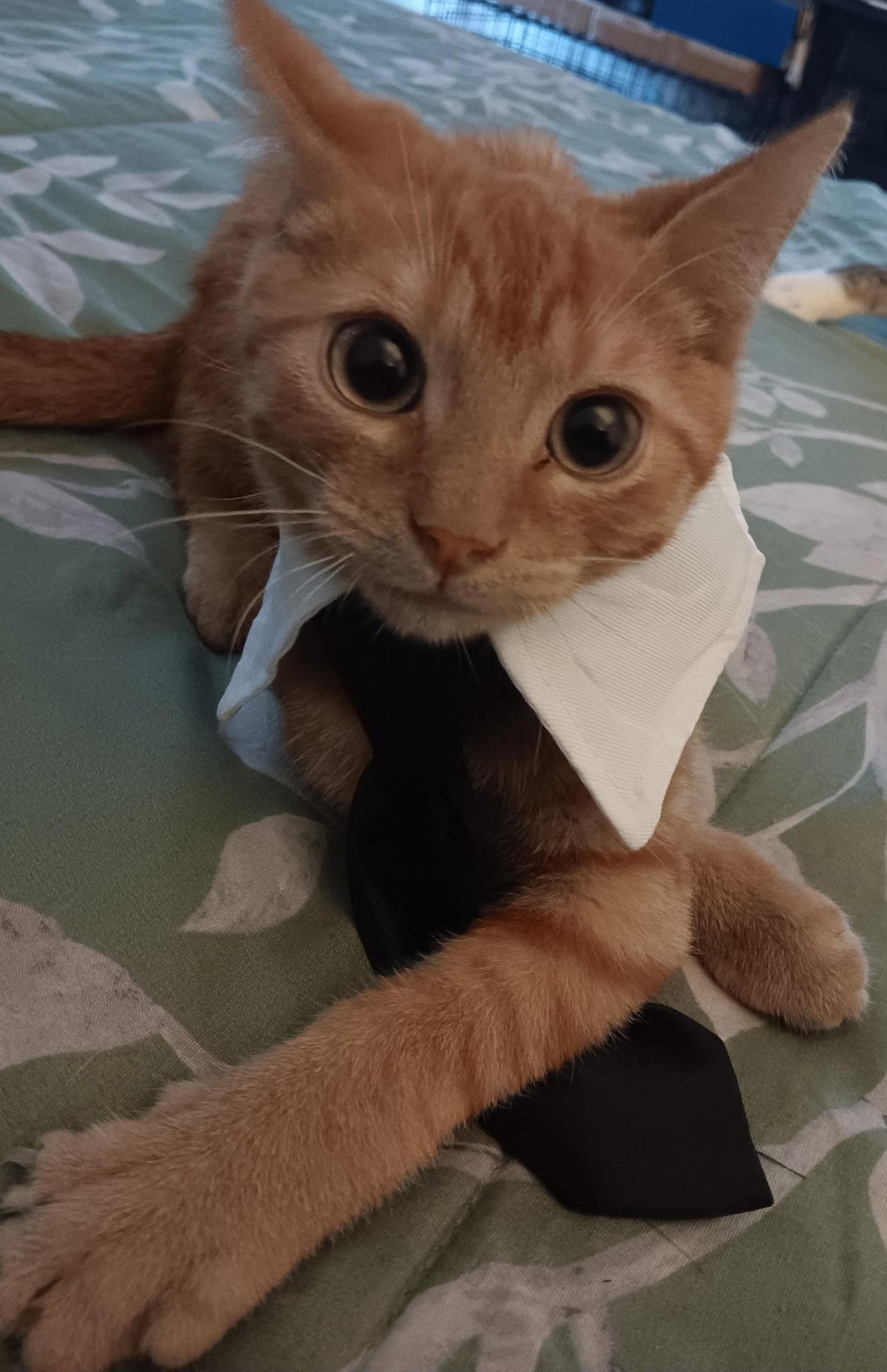 Cat for adoption - JEREMY & JOSHUA N. - loving brothers, a Domestic ...