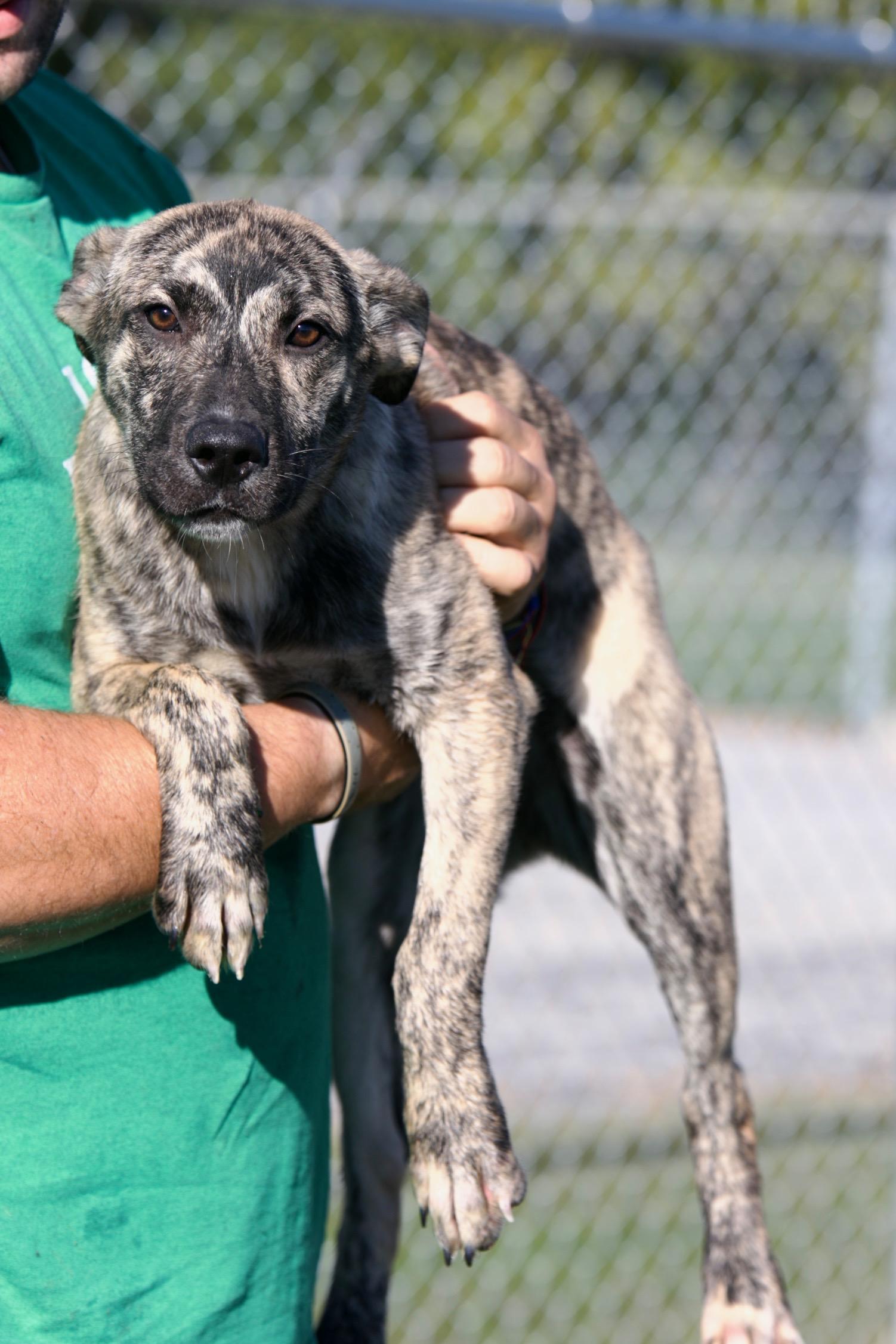 Dog for adoption - Diamond, a Catahoula Leopard Dog & Plott Hound Mix ...
