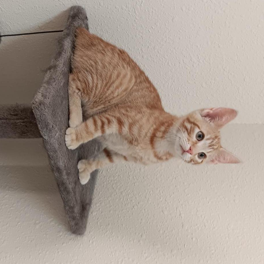 Cat for adoption - Russet, a Domestic Short Hair in Red Wing, MN ...