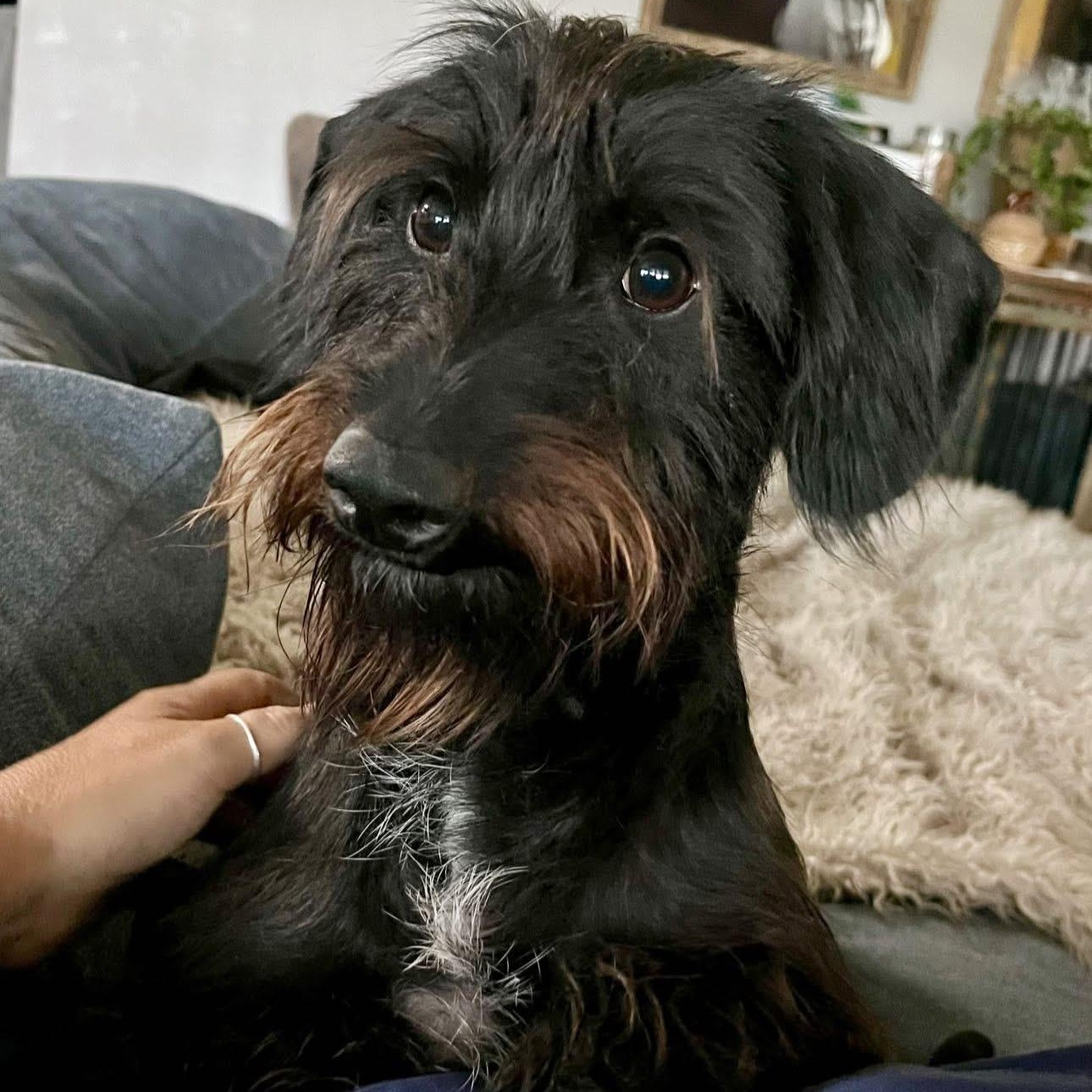 Coleson (Cole) - Adoptable Pet | Petfinder | Petfinder