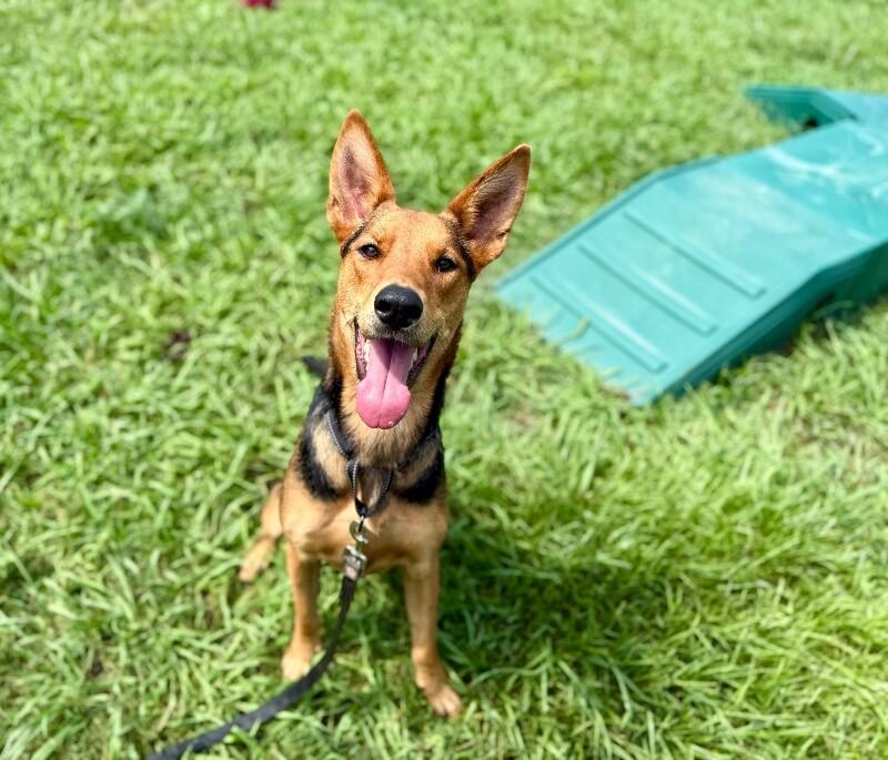 Dog for adoption - Becca Boo Loves Bigger than her EARS!, a German ...