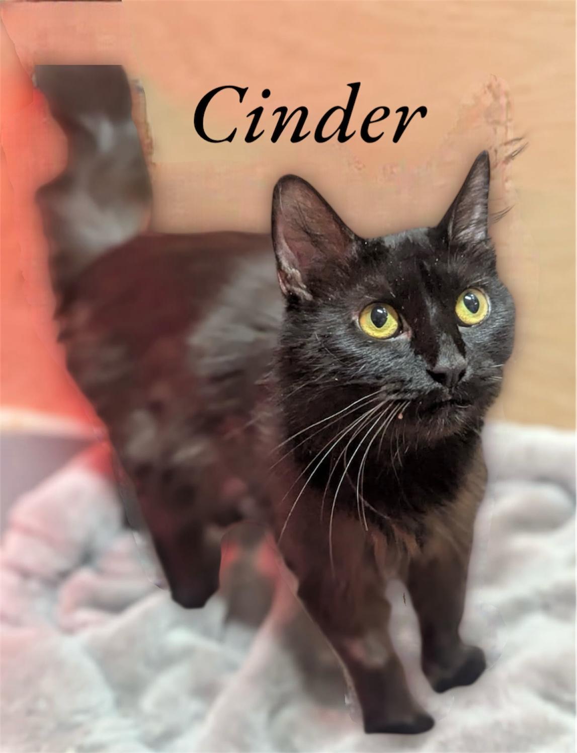 Cat for adoption - Cinder, a Domestic Long Hair in Auburn, CA | Petfinder