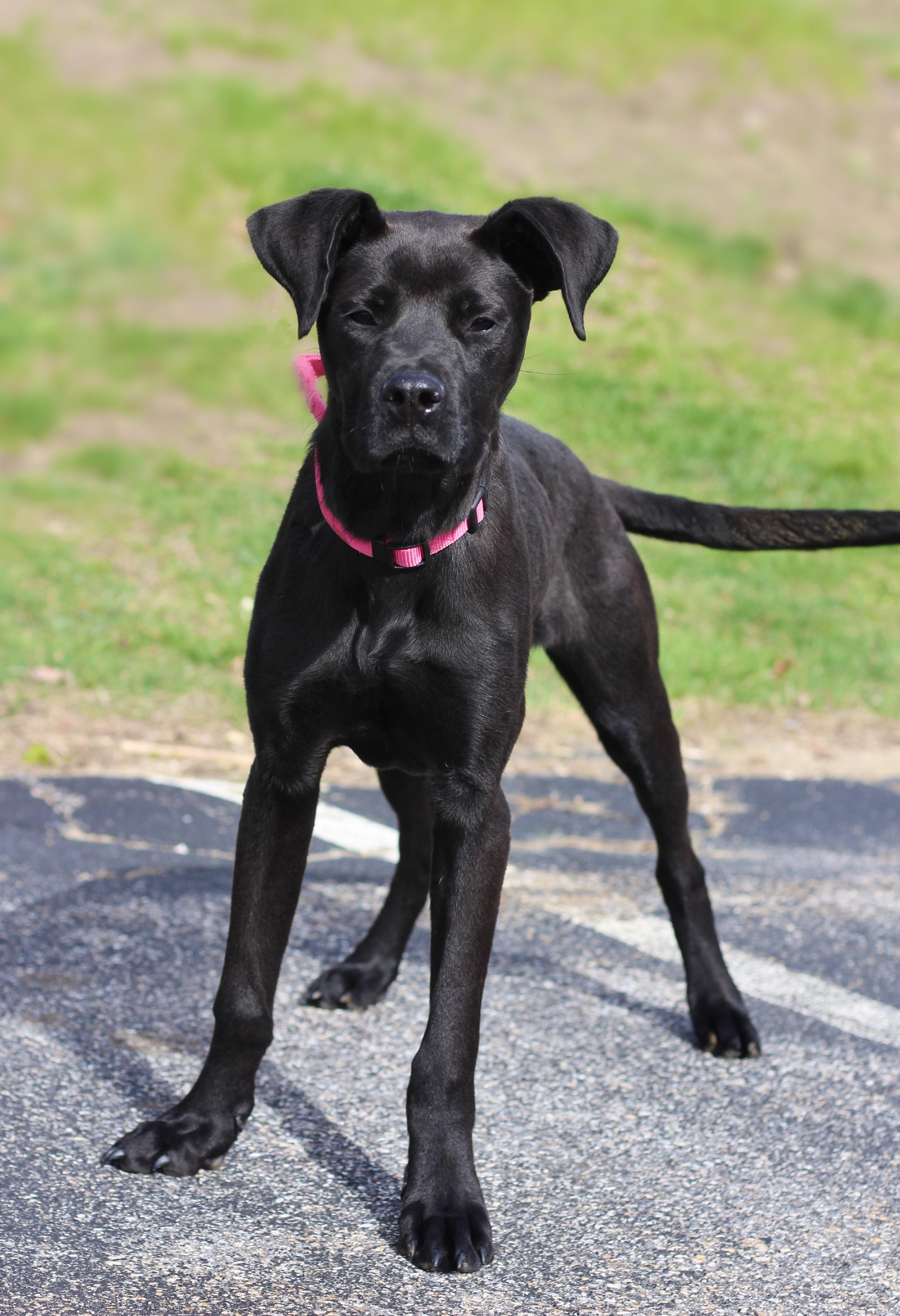 Dog for adoption - Remedy in NH! Come Meet our Adoptable Dogs Wednesday ...