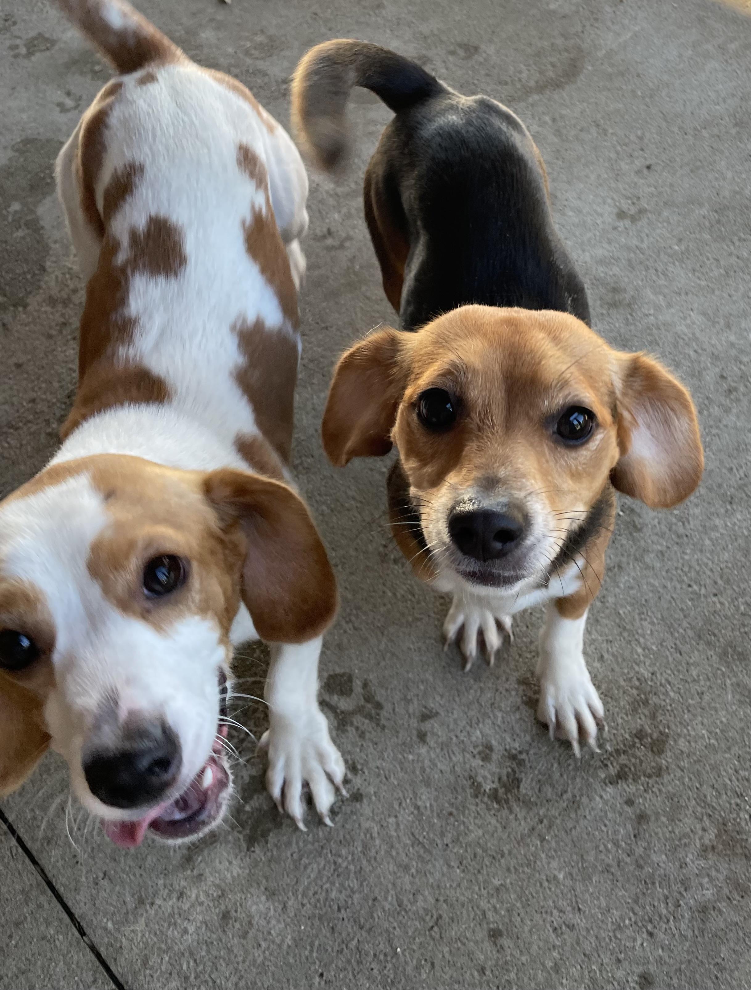 Dog for adoption - Bart ADOPTED, a Beagle & Dachshund Mix in Canton, OH ...