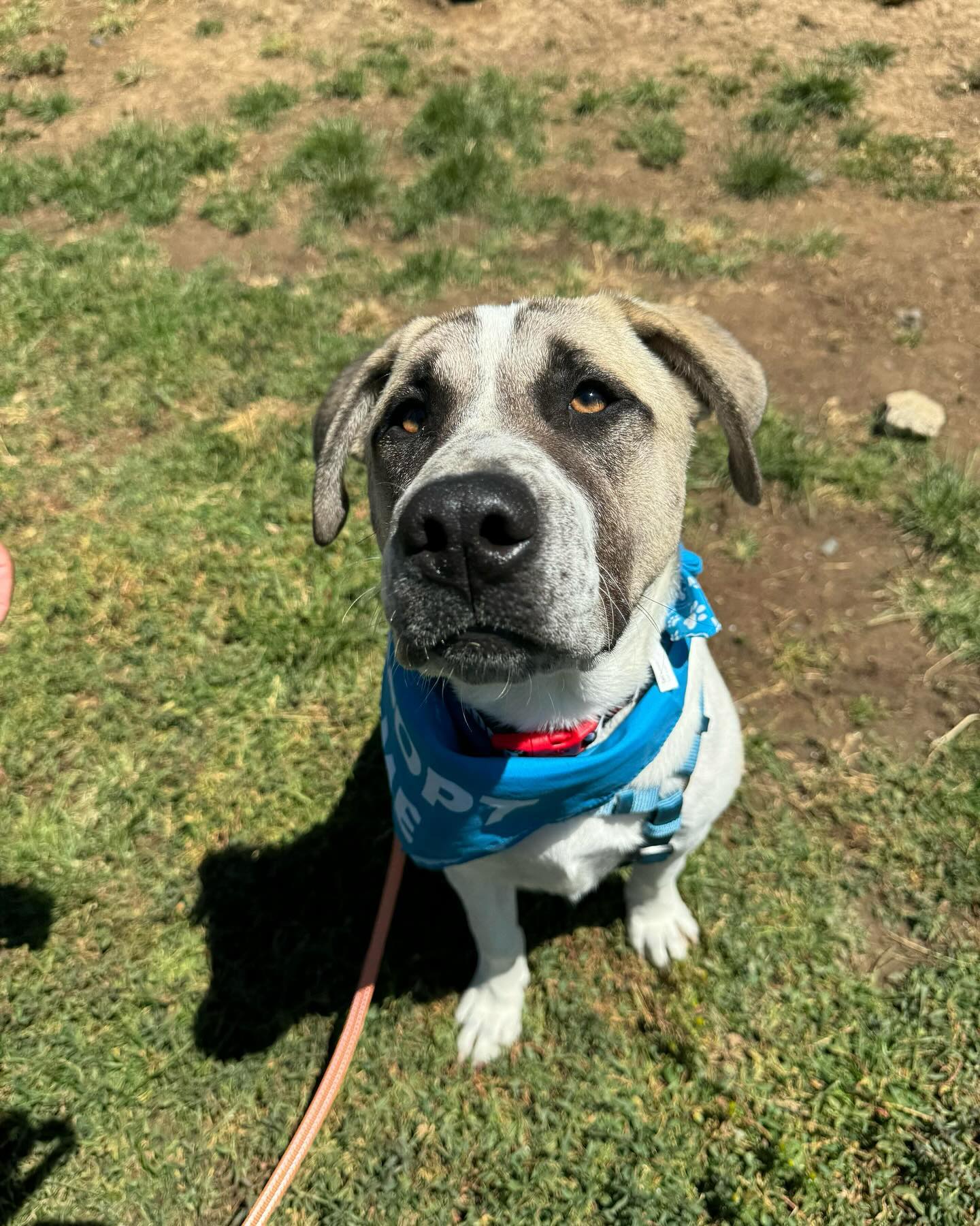 Dog for adoption - Brandy Alexander, an Anatolian Shepherd in Pullman ...