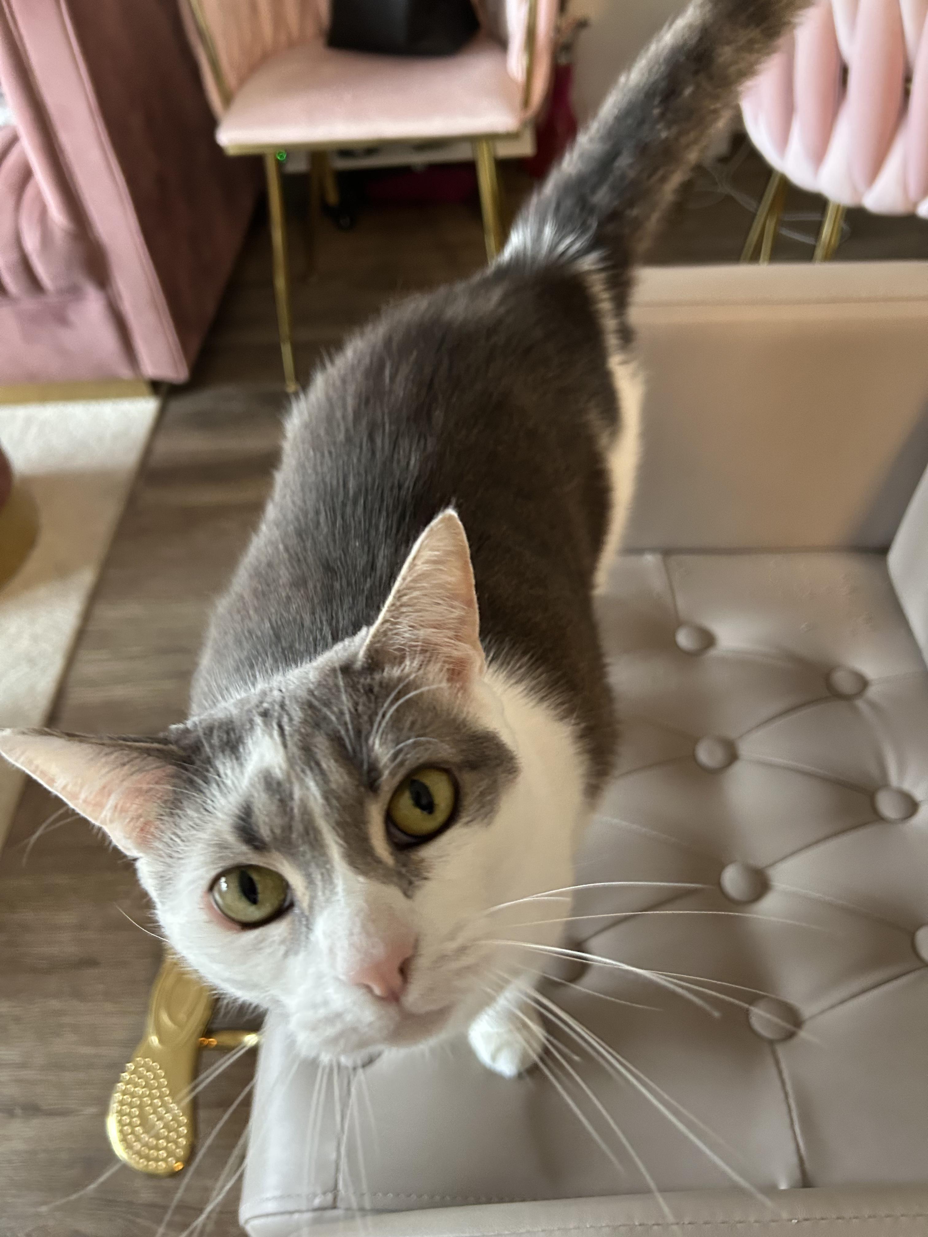 Cat for adoption - Maddie ~ the Magnificent, a Domestic Short Hair in ...