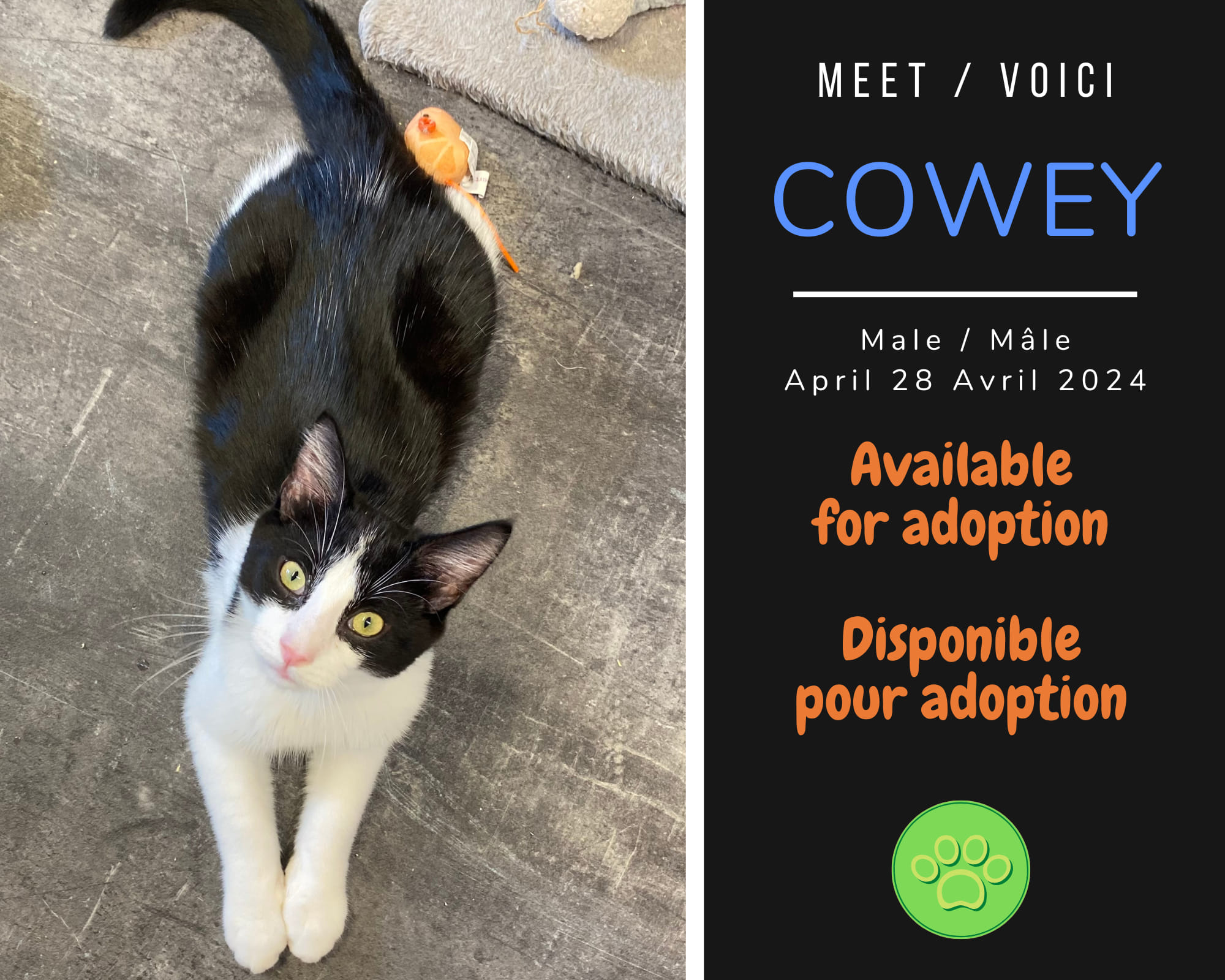 Cat for adoption - Cowey, a Domestic Short Hair in Dsl De Drummond, NB | Petfinder