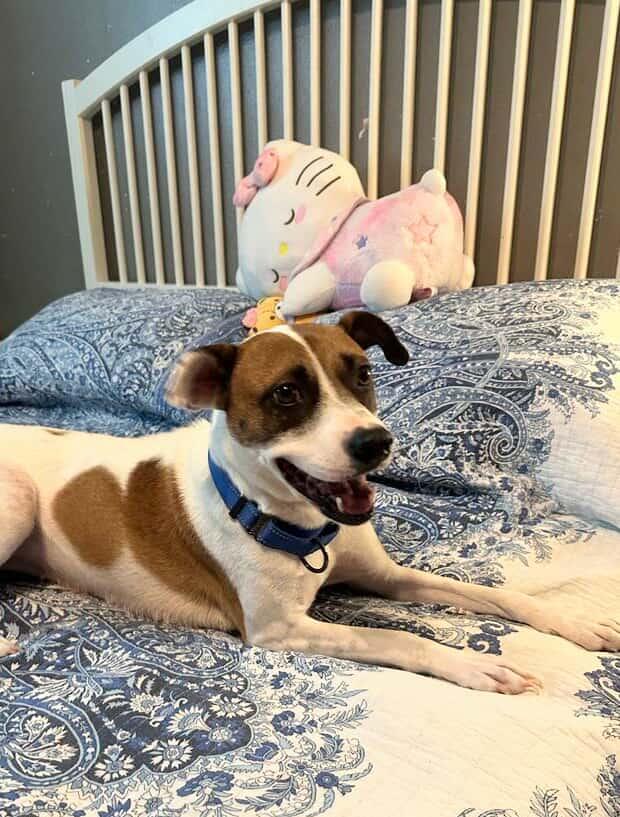 Dog for adoption - Mona Lisa, a Jack Russell Terrier Mix in ...