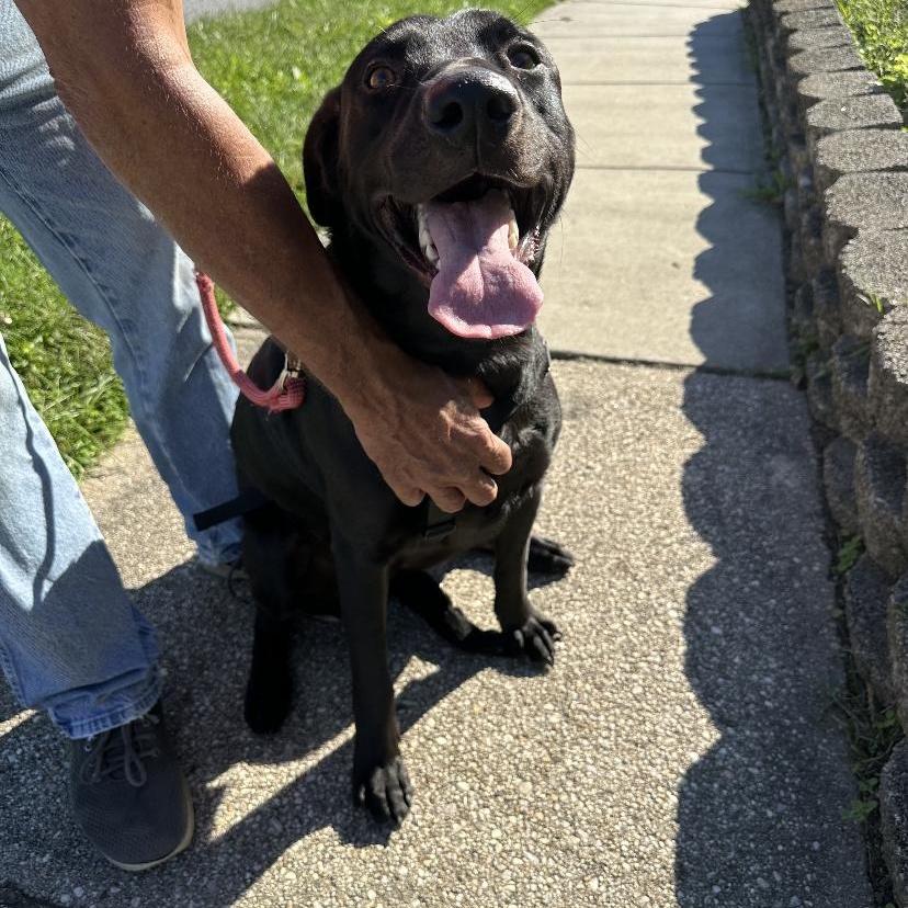 Dog for adoption - Coal, a Labrador Retriever in Crofton, MD | Petfinder