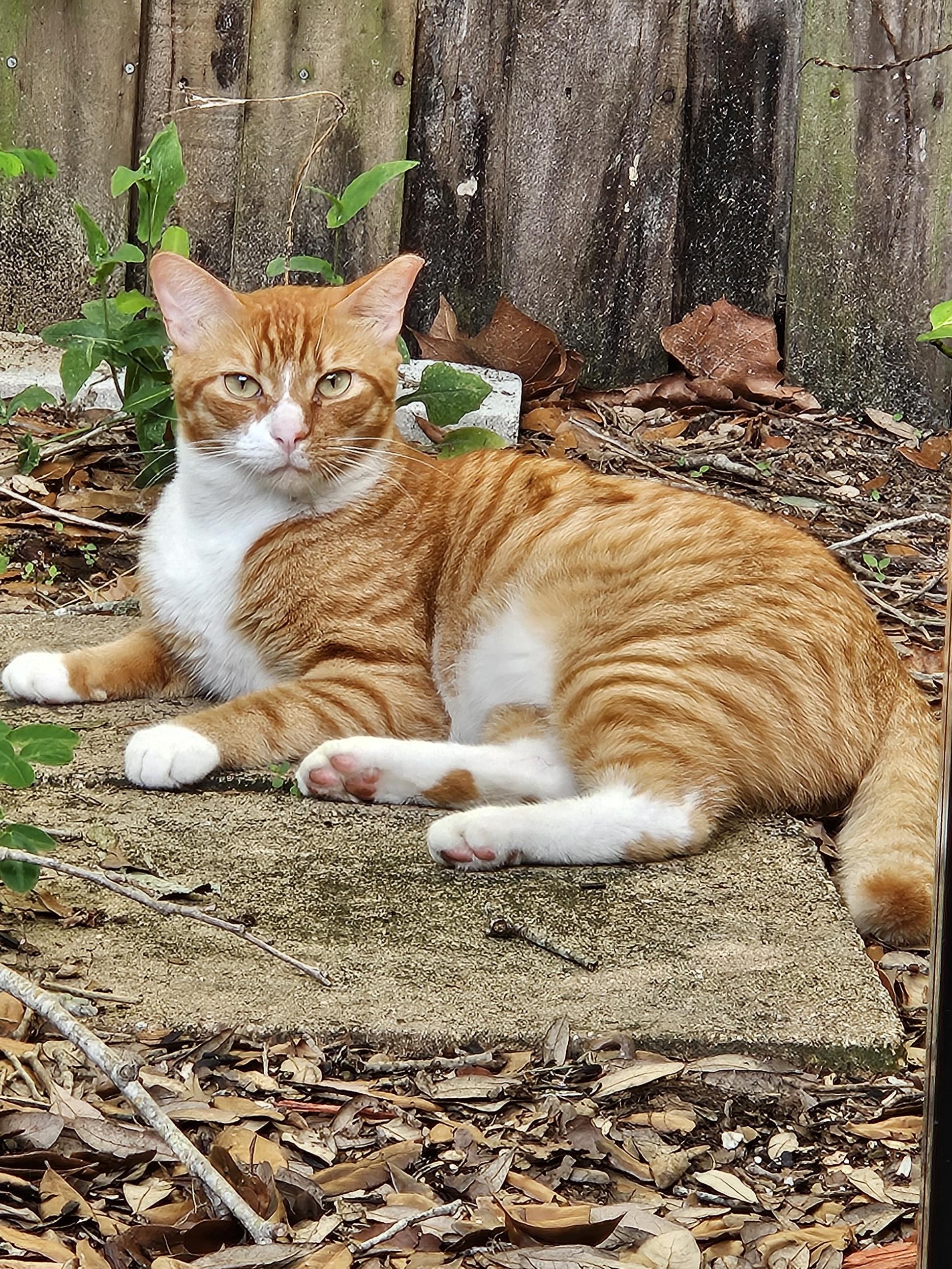 Cat for adoption - Jan – The Chill Tree-Climber (With Big Indoor ...