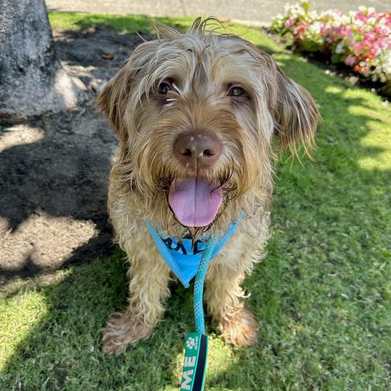 Dog for adoption - Bucky, a German Wirehaired Pointer & Labrador ...