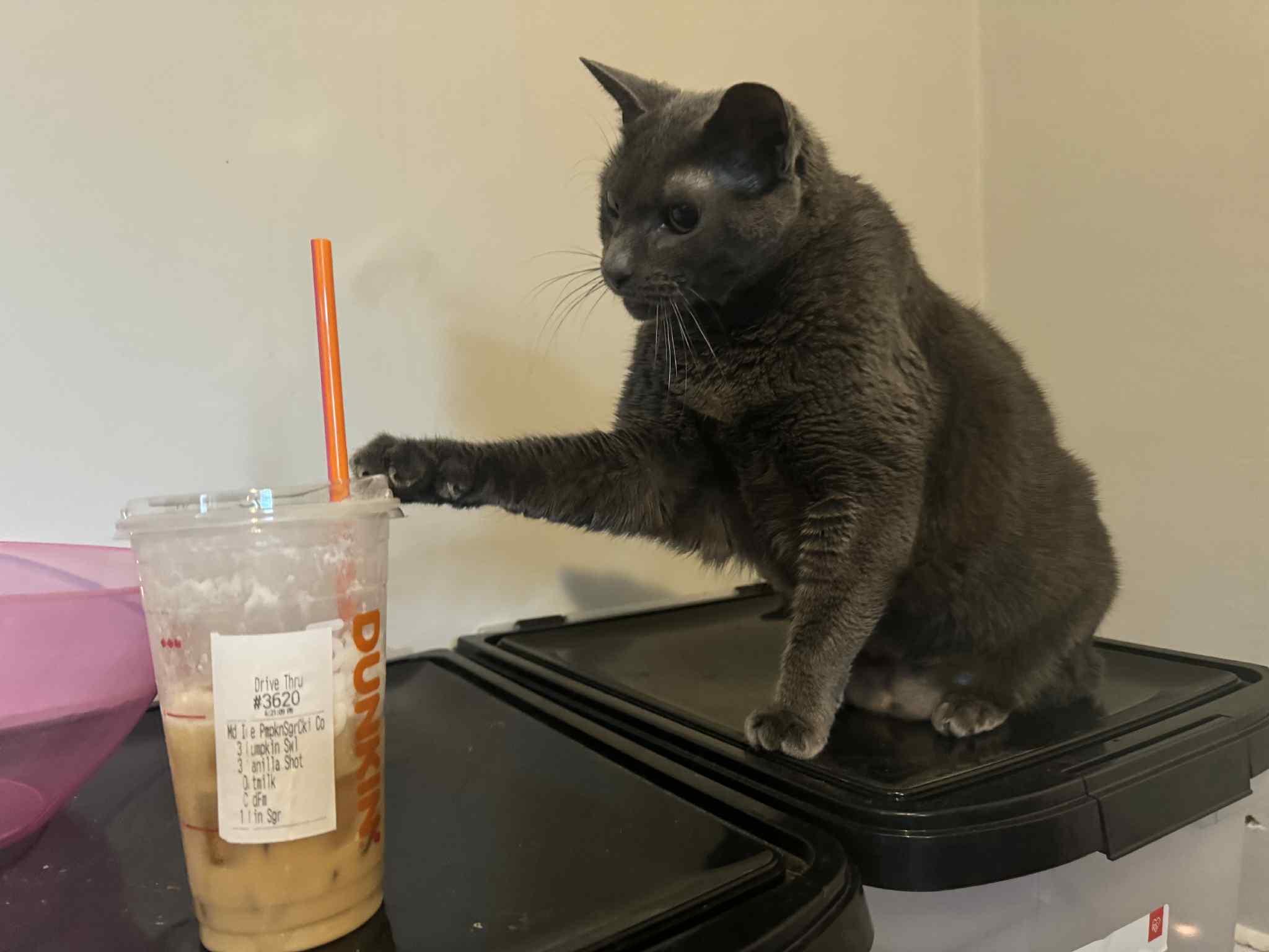 Cat for adoption - Chayla, an American Shorthair in Philadelphia, PA ...