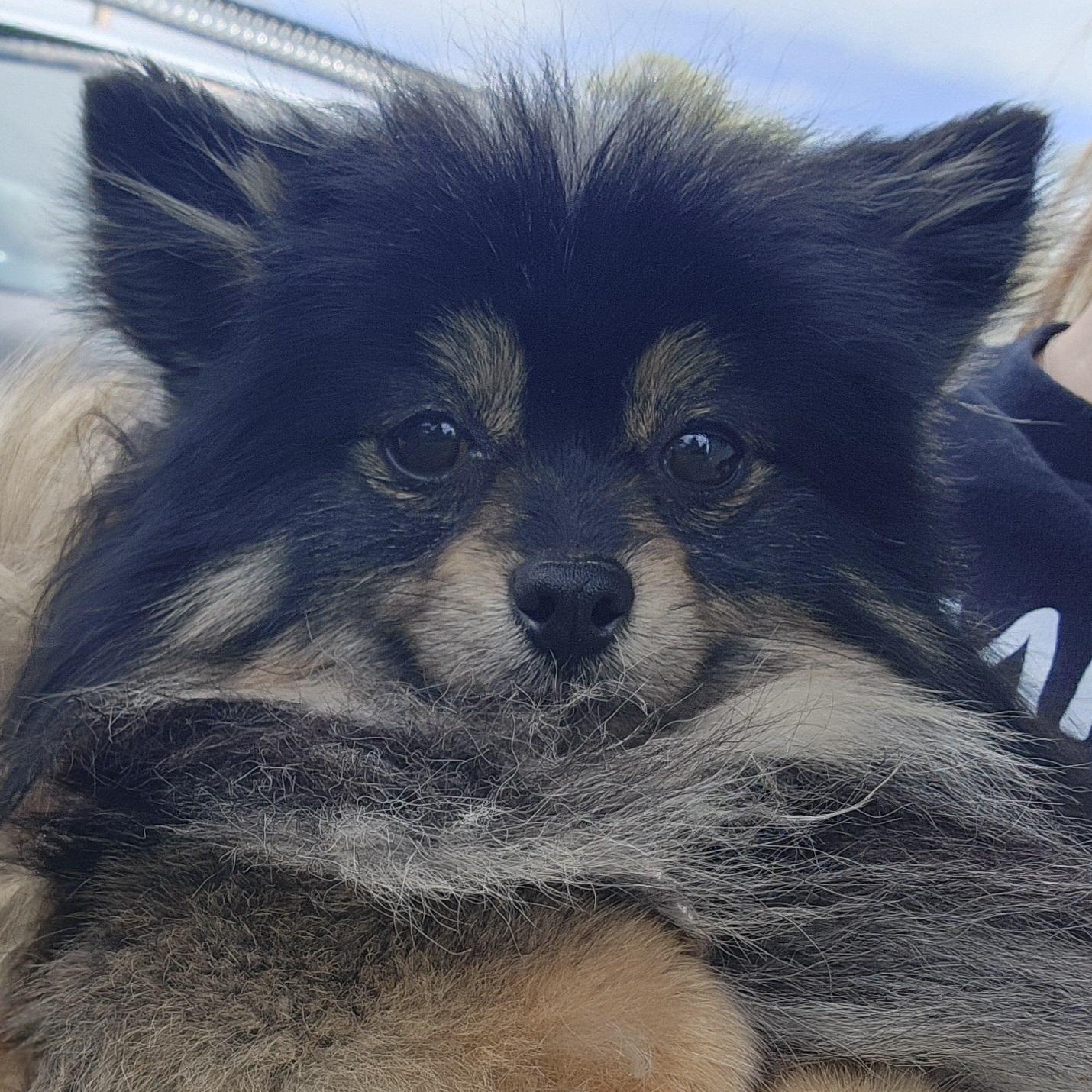 Dog for adoption - Cesar, a Pomeranian in Clovis, CA | Petfinder