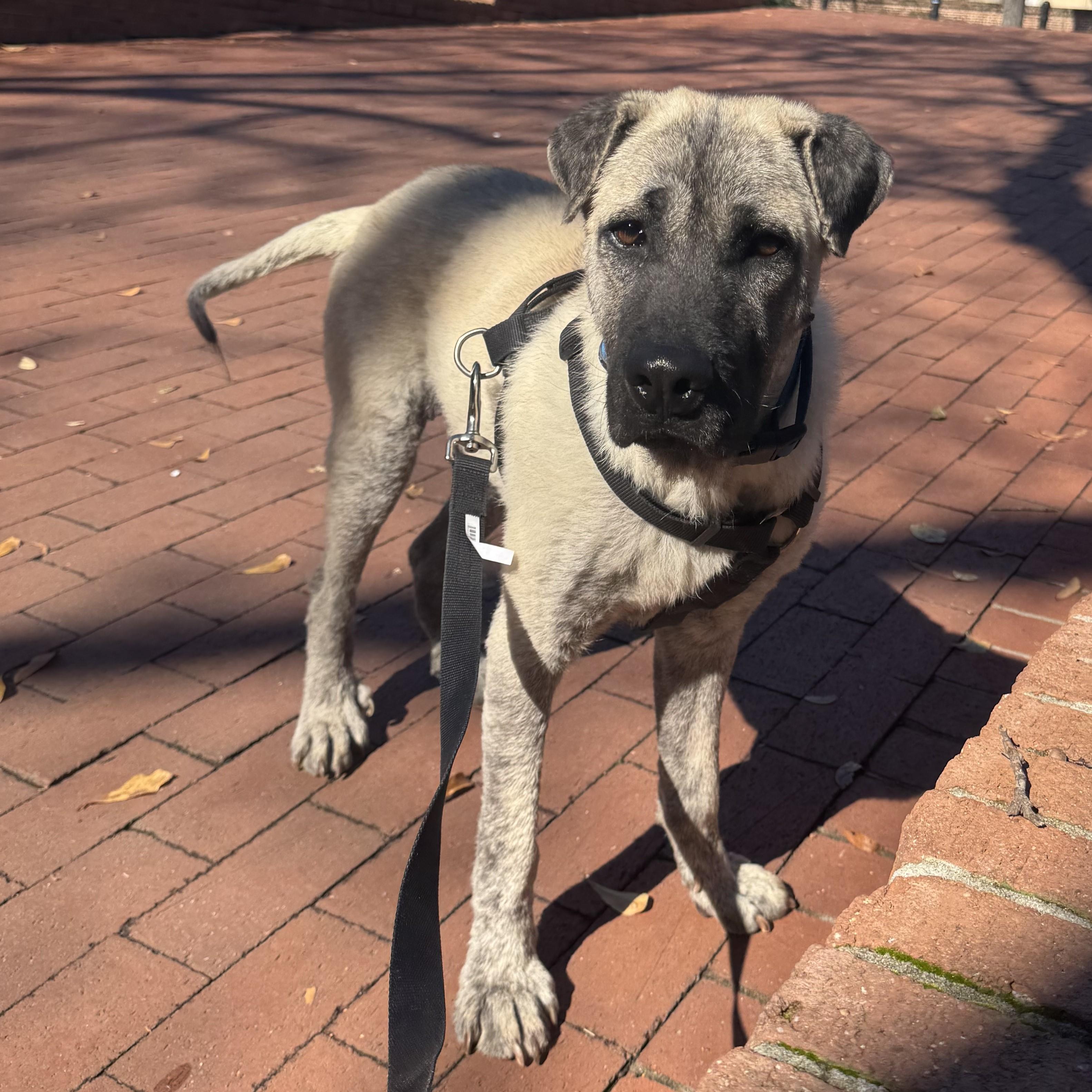 Dog for adoption - Michael, a Labrador Retriever Mix in Pound, VA ...