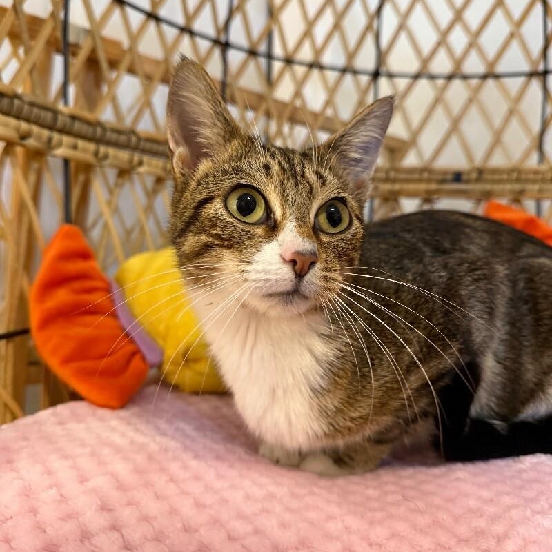 Cat for adoption - Delilah Lull, a Domestic Short Hair Mix in ...