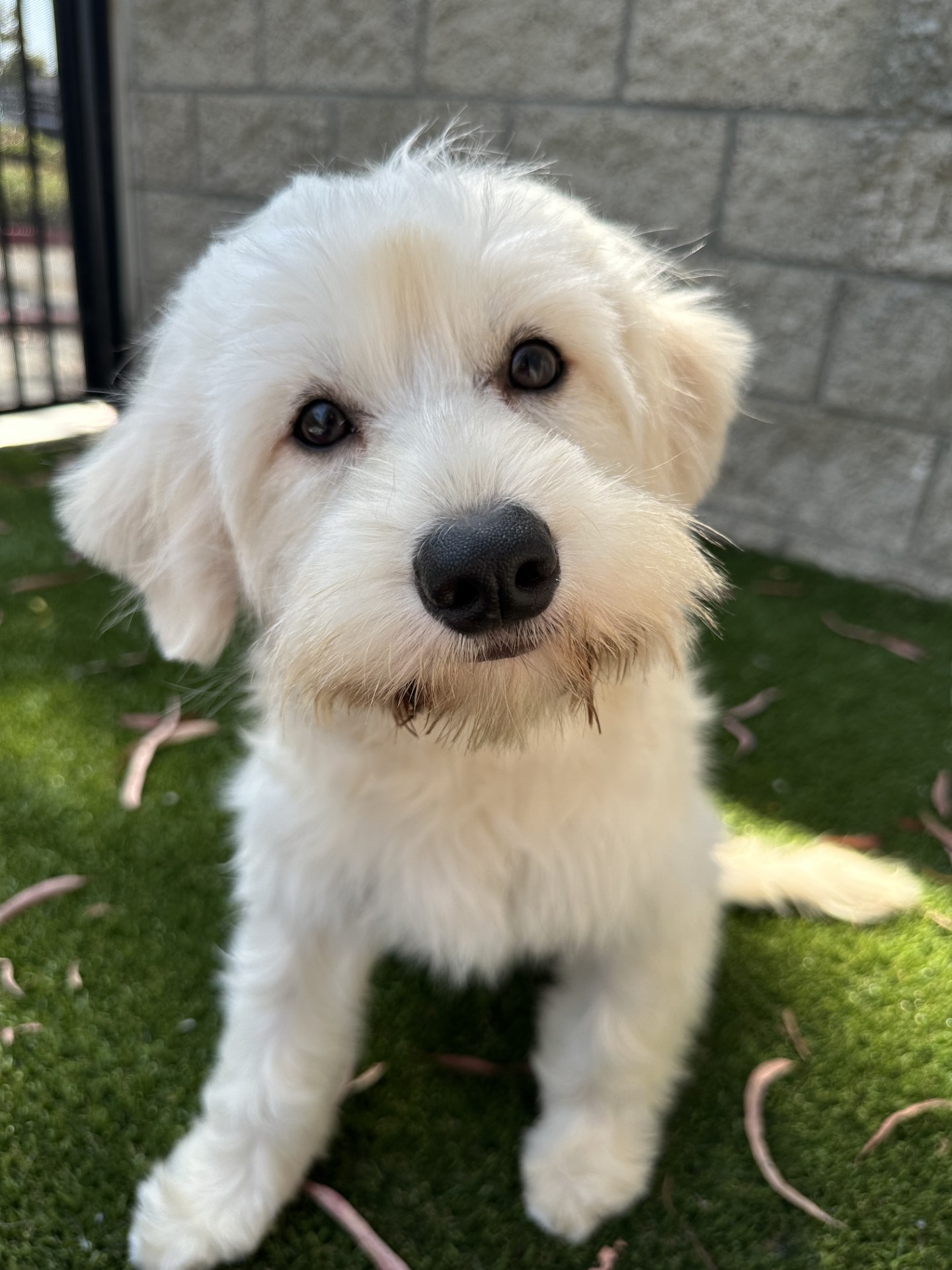 Pets All Dog | Pups And Pals